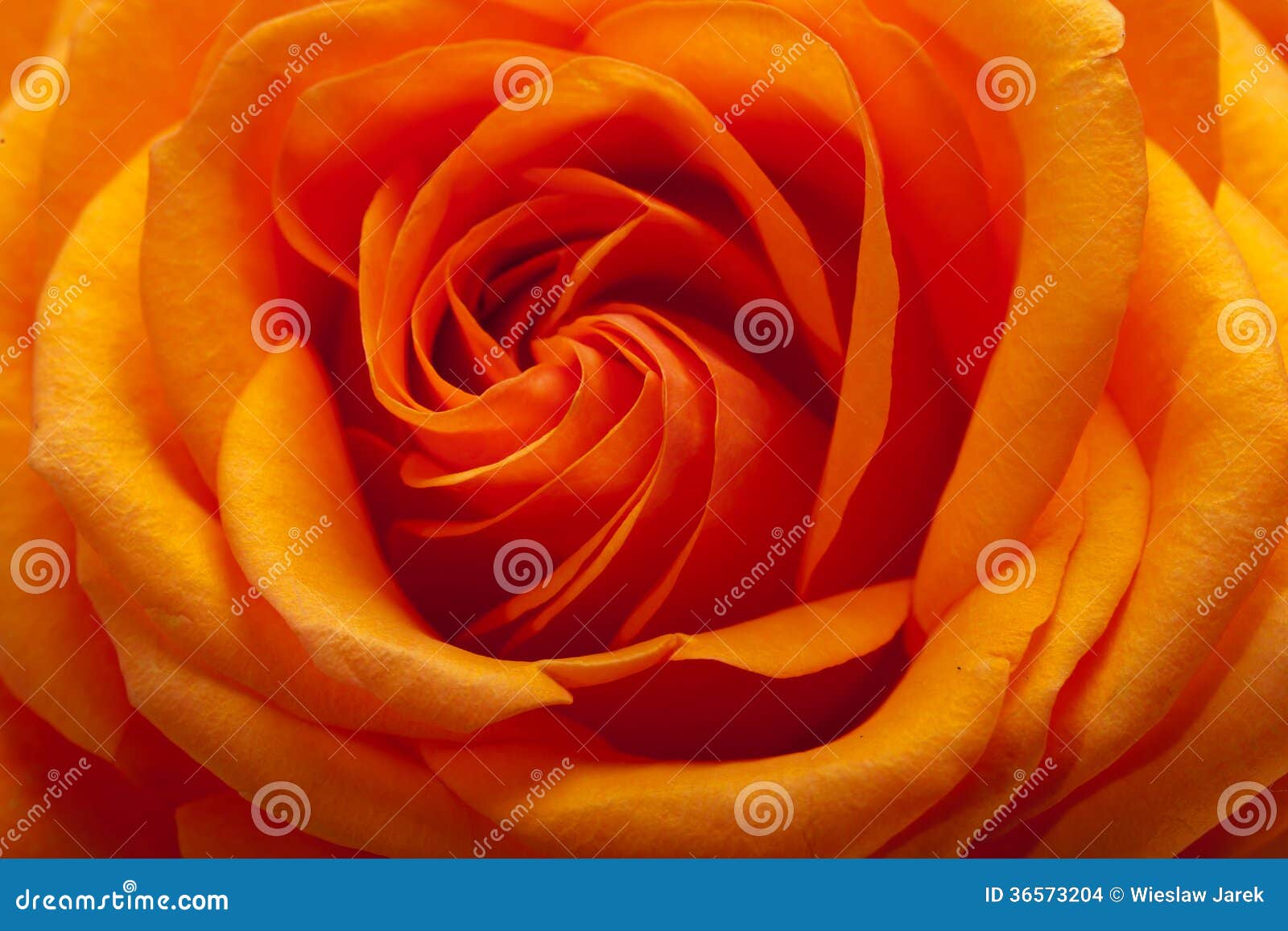 Orange single rose stock photo. Image of closeup, fragility - 36573204