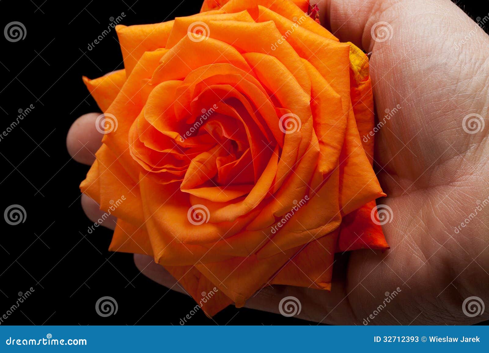 Orange single rose stock image. Image of cream, macro - 32712393