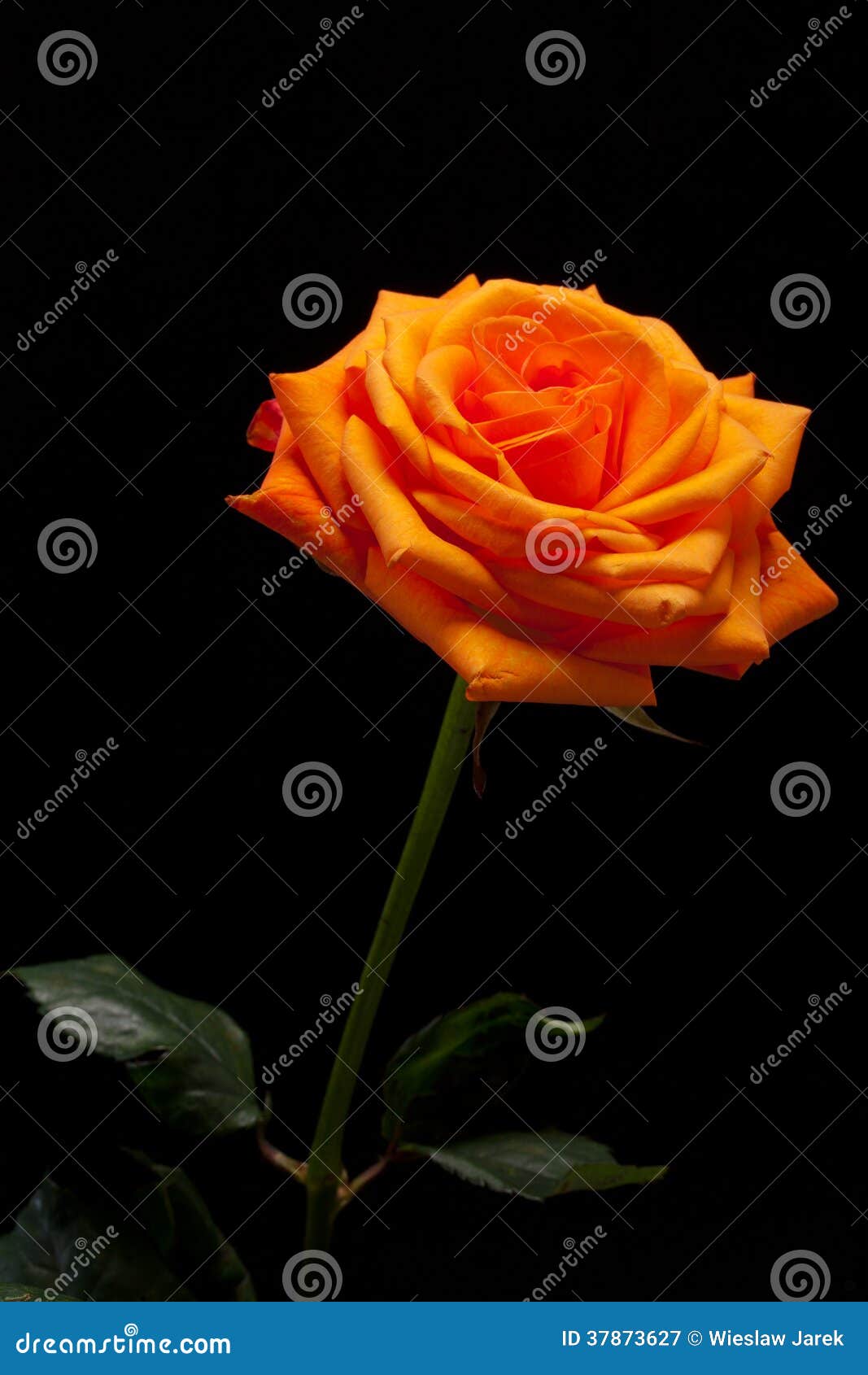 Orange single rose stock image. Image of color, beautiful - 37873627