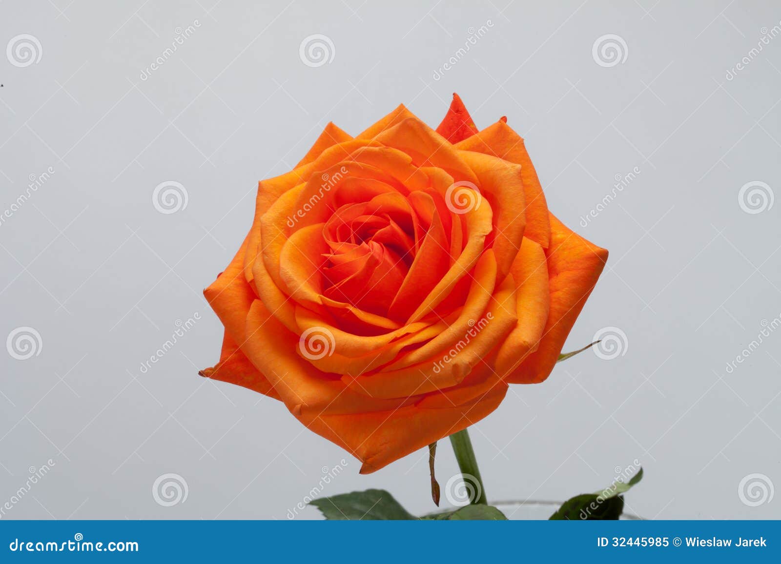 Orange single rose stock image. Image of leaf, open, macro - 32445985