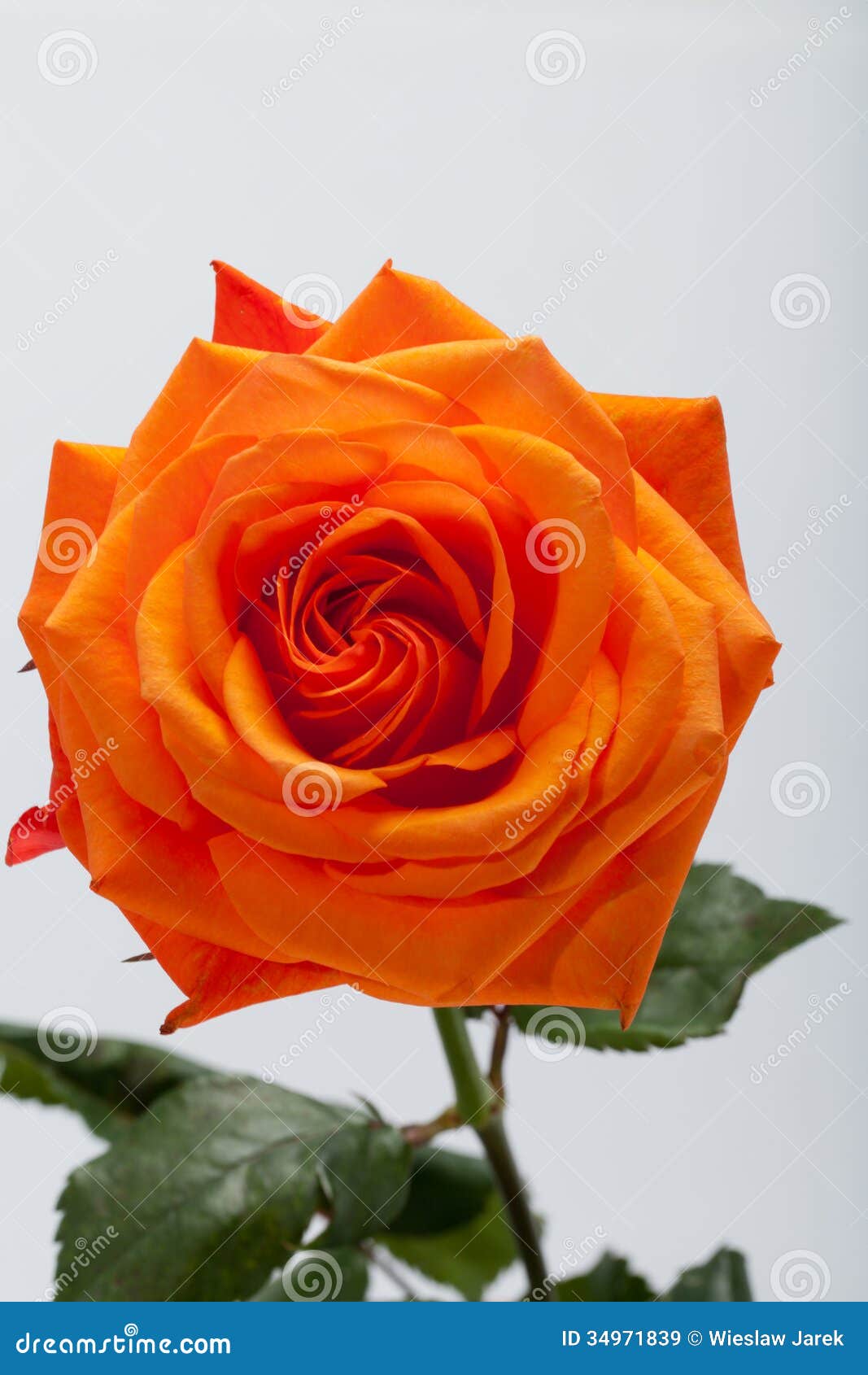 Orange single rose stock image. Image of bloom, celebration - 34971839