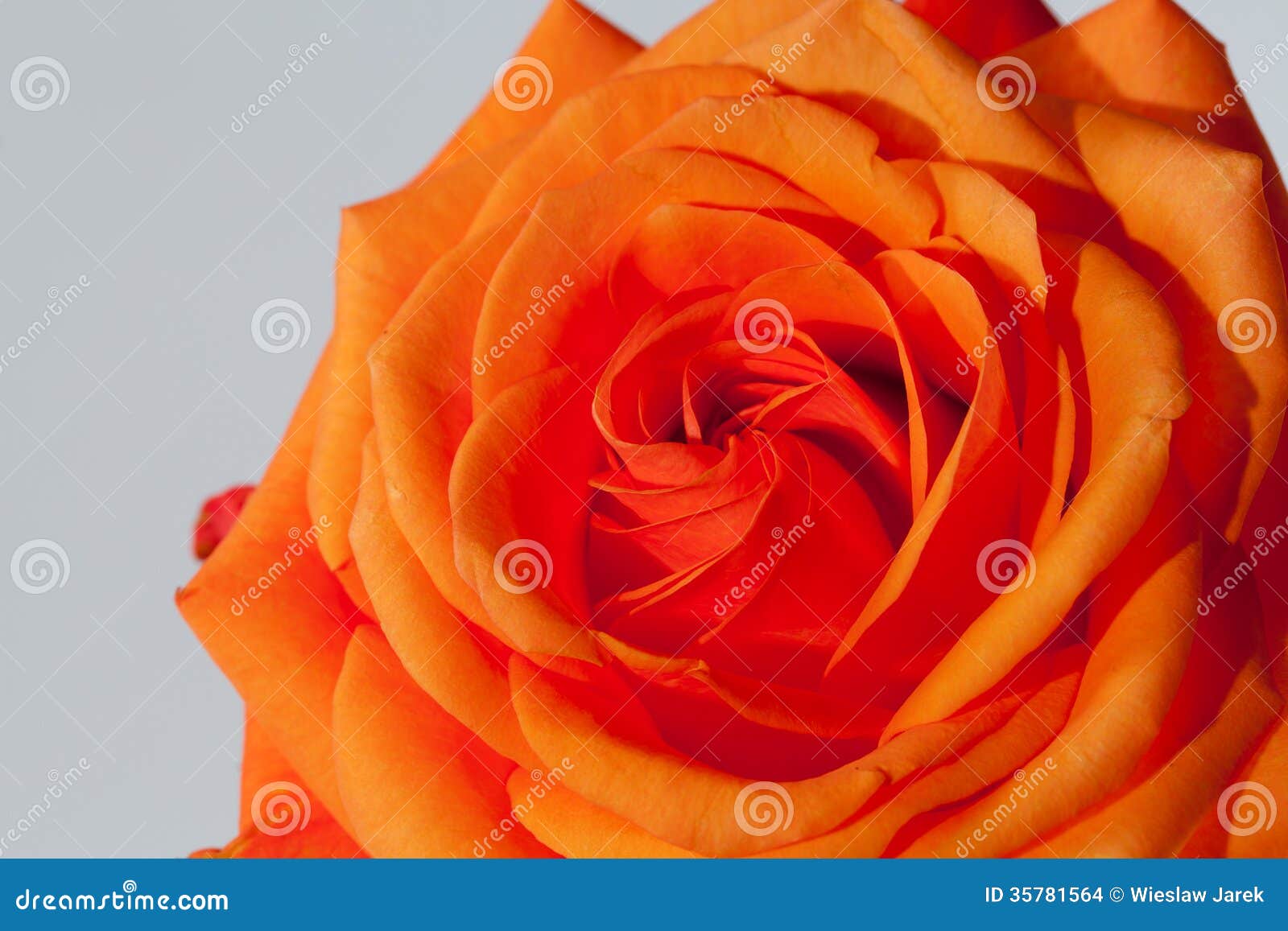 Orange single rose stock photo. Image of color, cream - 35781564