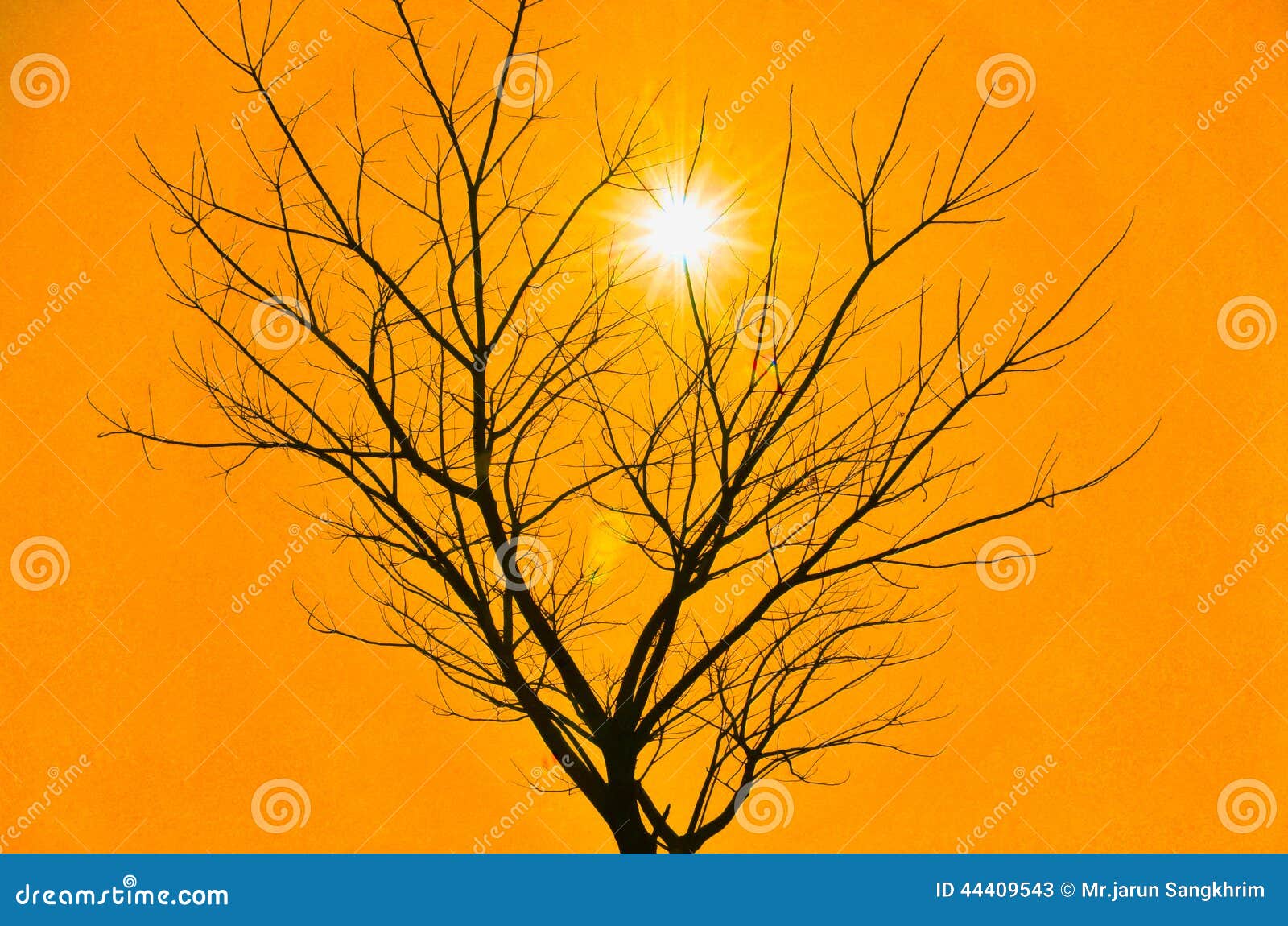 Orange Sky with Dead Tree and Sun. Stock Image - Image of arid, branch ...