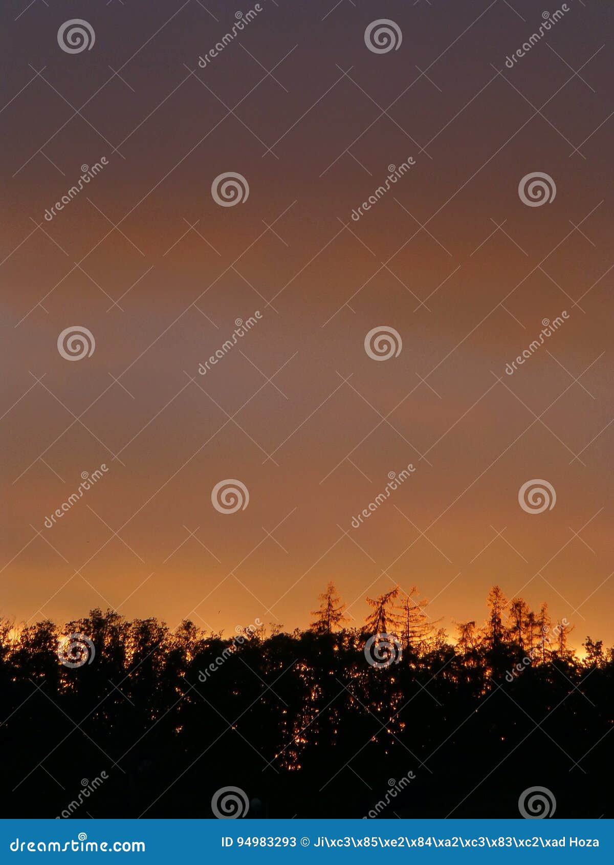 Orange sky over the forest stock image. Image of tree - 94983293