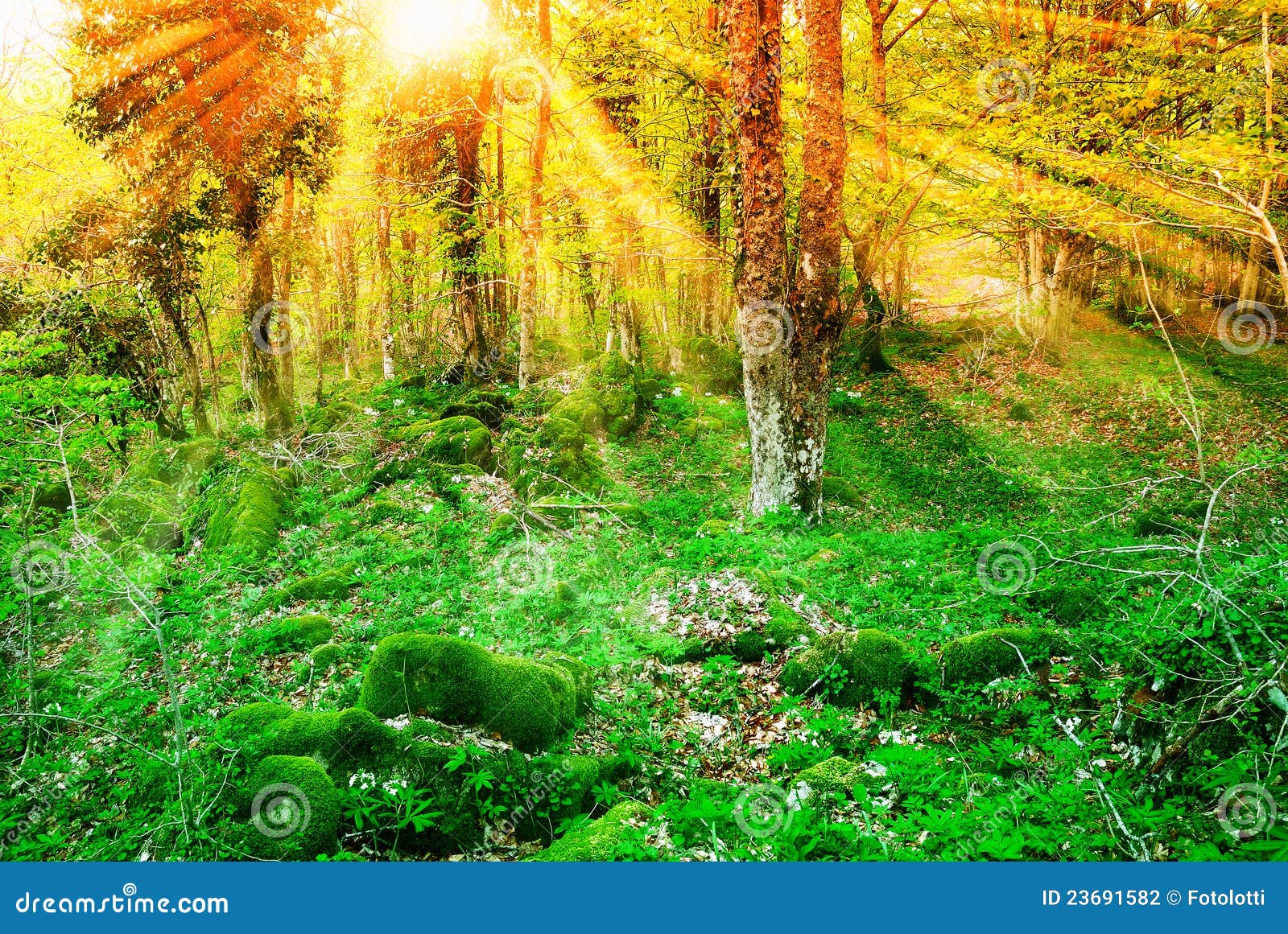 Orange sky over the trees stock photo. Image of colorful - 23691582