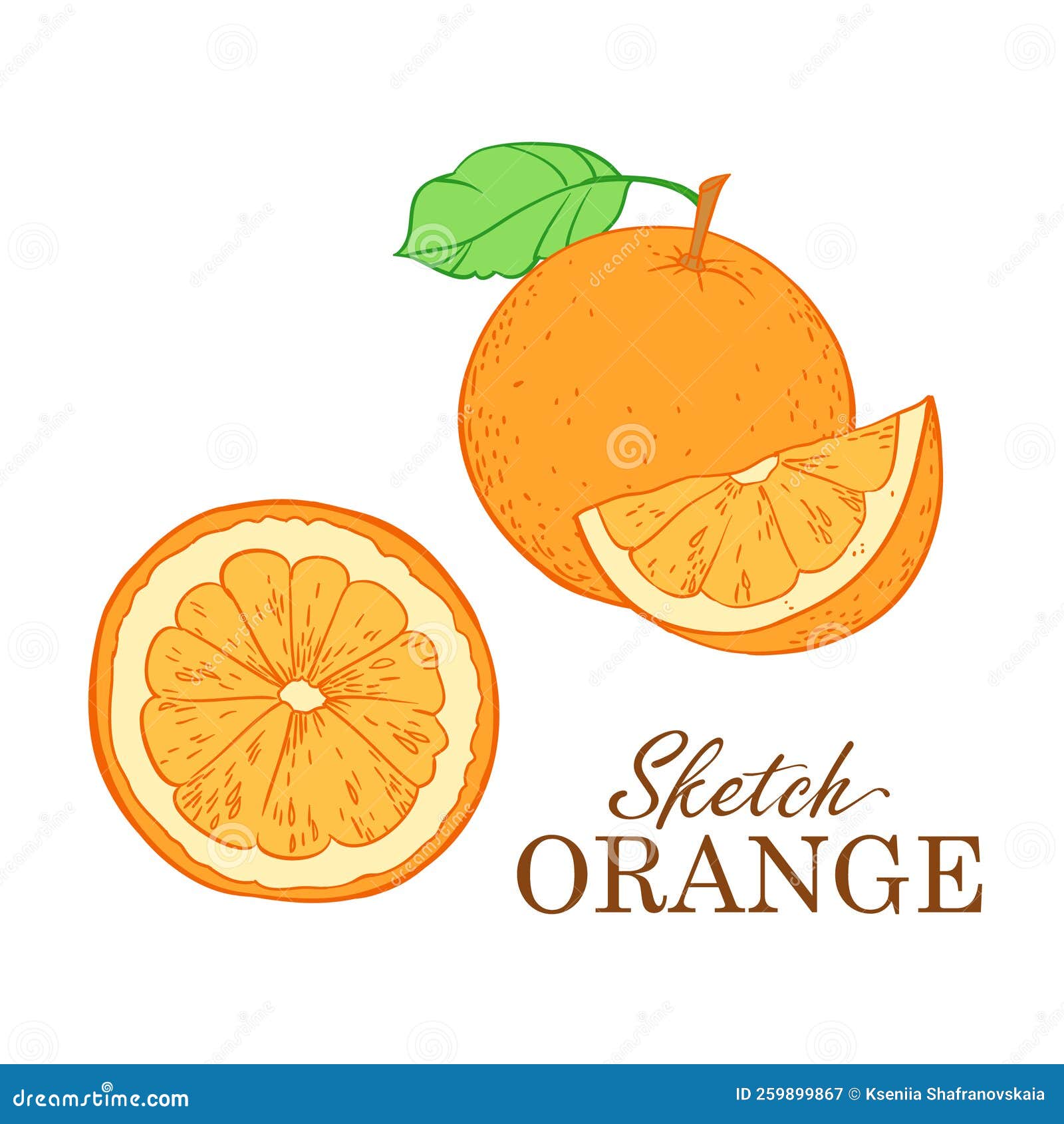 Orange and Slice Set Watercolor Sketch Vector Illustration Stock Vector ...