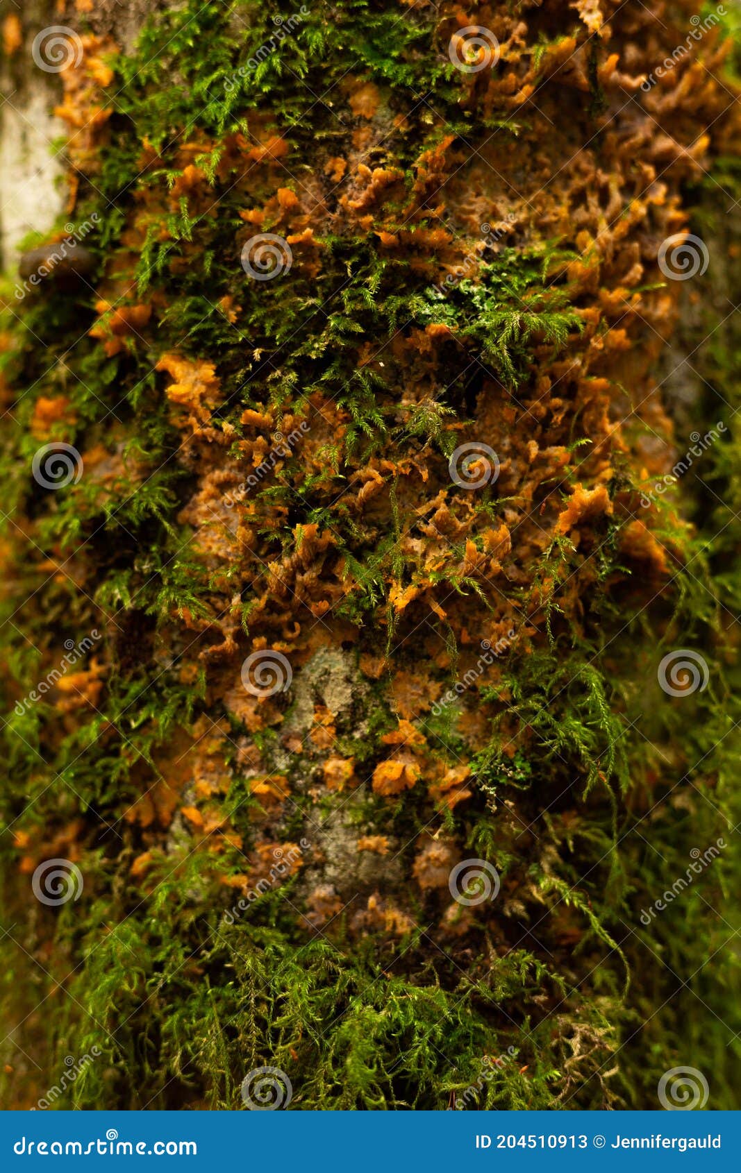Orange Slime Mold on Mossy Tree Trunk Stock Image - Image of microcosm ...