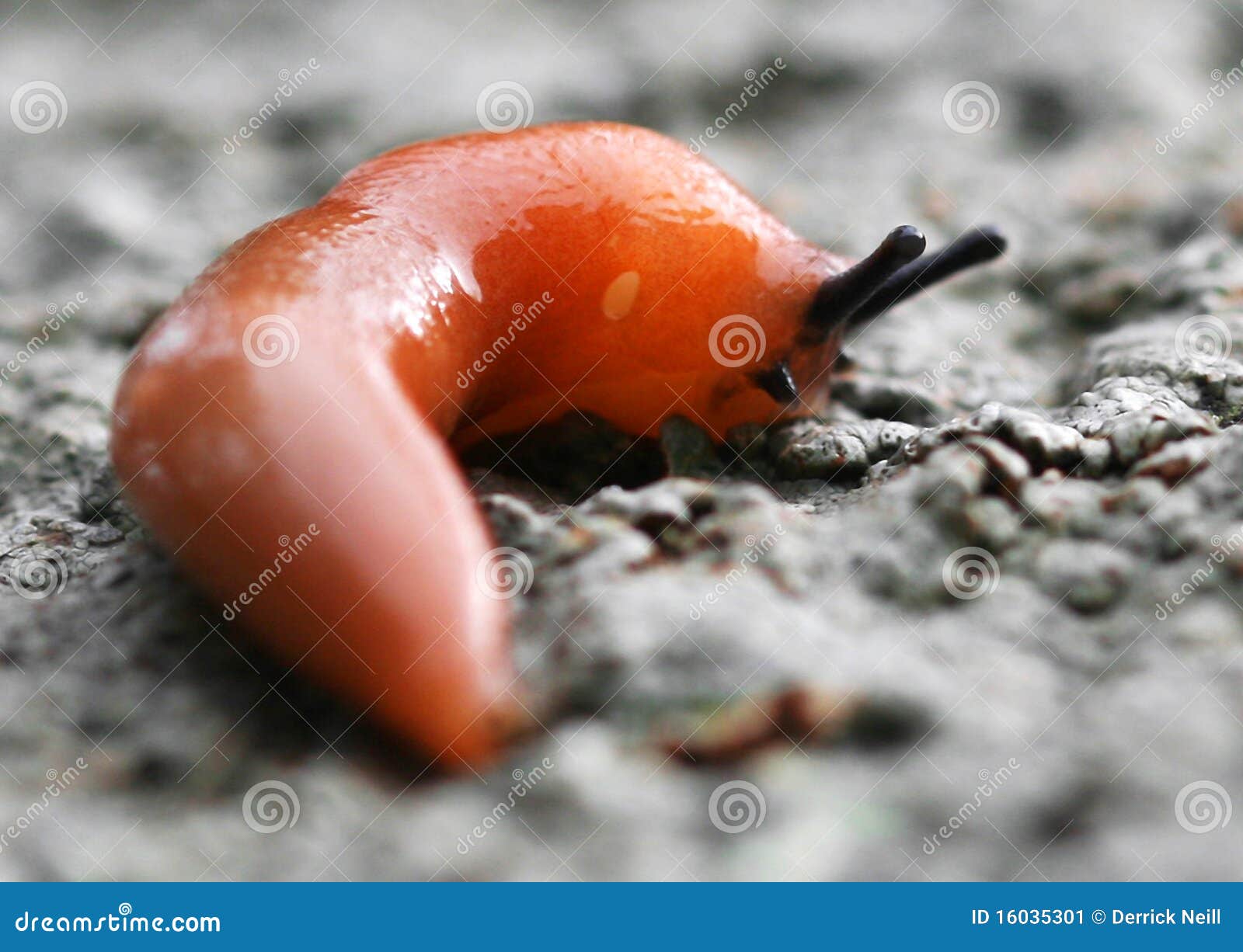 An Orange Slug stock image. Image of slimy, tentacles - 16035301