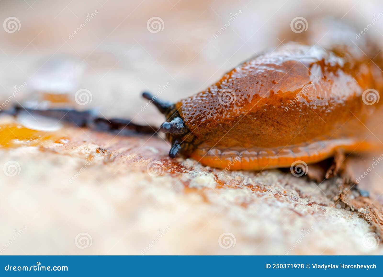 An Orange Slug Crawls Up a Tree. Close-up Stock Photo - Image of macro ...