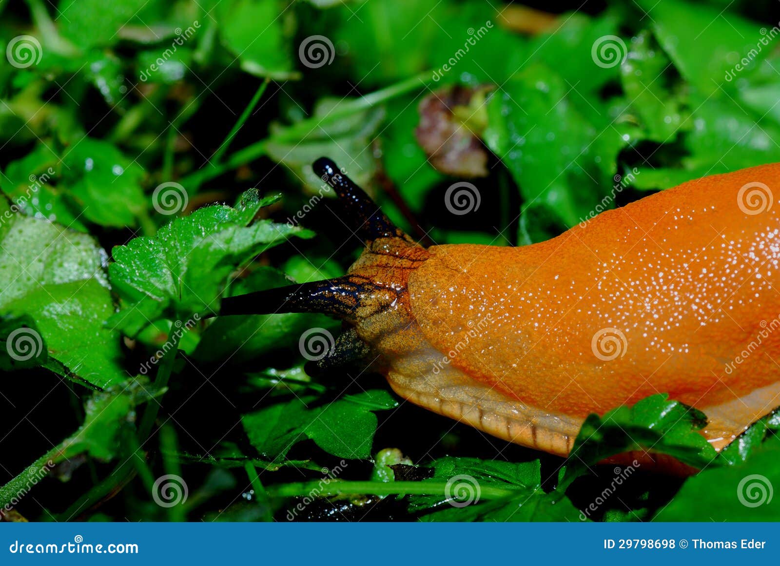 Orange slug stock photo. Image of nature, crawling, fresh - 29798698