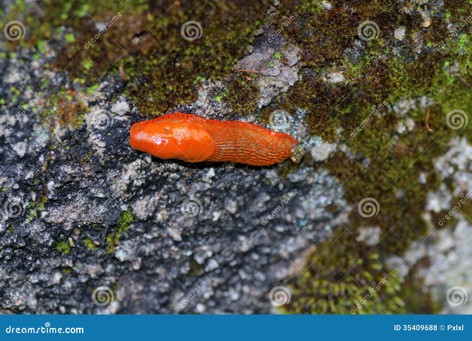 Orange slug stock photo. Image of close, limax, crawling - 35409688