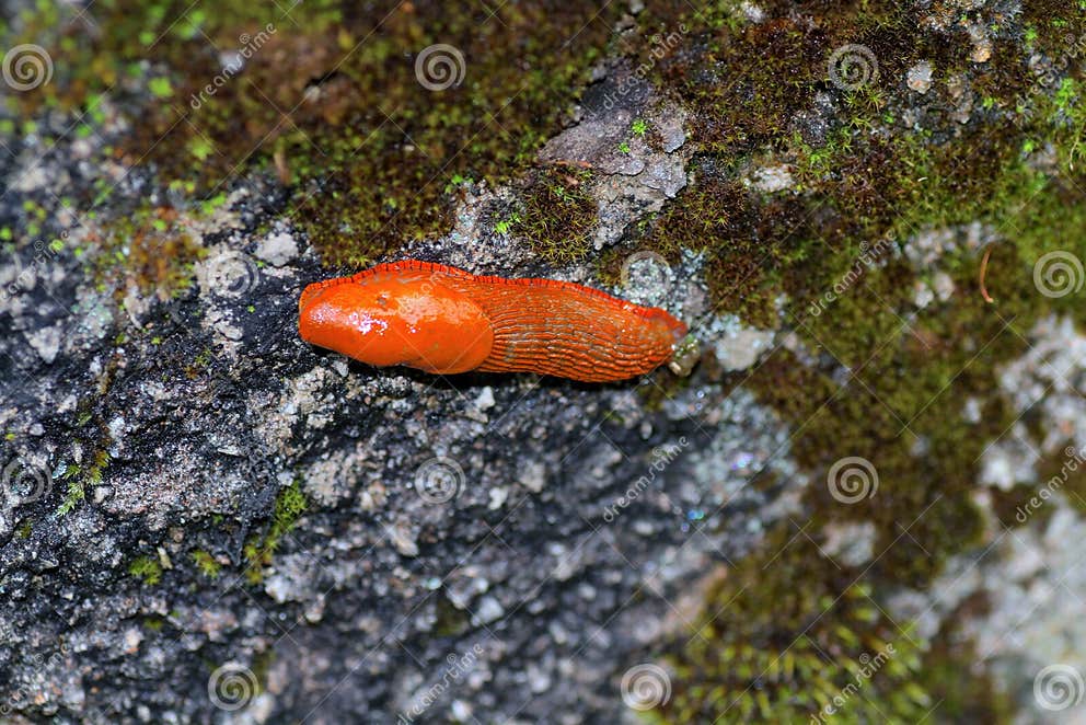 Orange slug stock photo. Image of close, limax, crawling - 35409688
