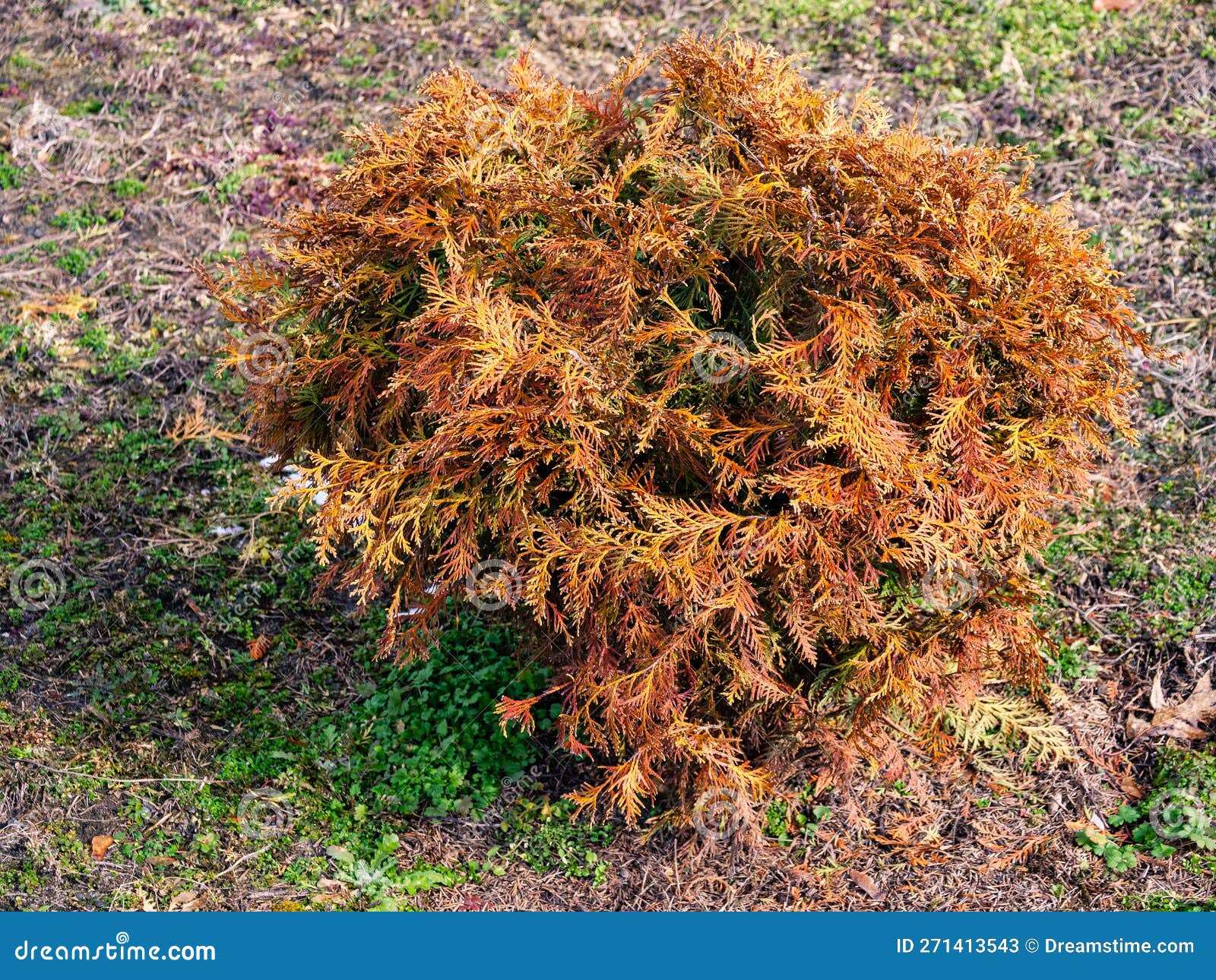 Orange Small Ball-shaped Thuja Grows in the Ground and Grass Stock ...