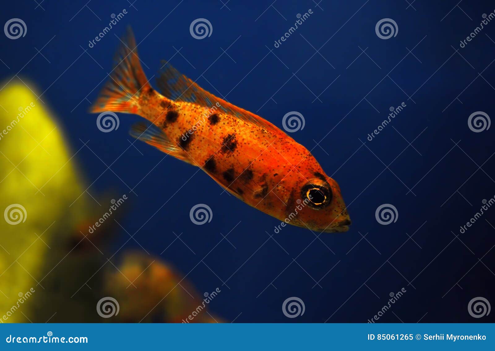 Orange Small Fish in Aquarium Stock Image - Image of black, white: 85061265