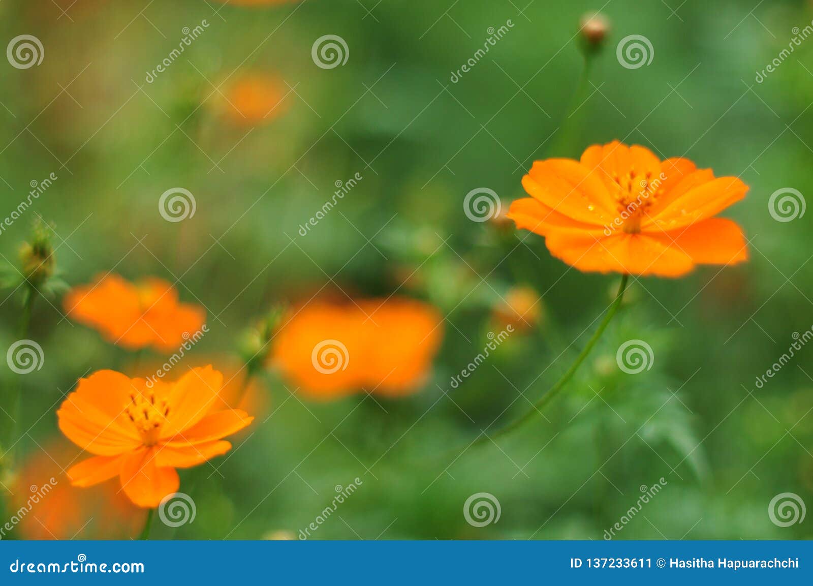Flowers stock image. Image of greenery, flowers, small - 137233611