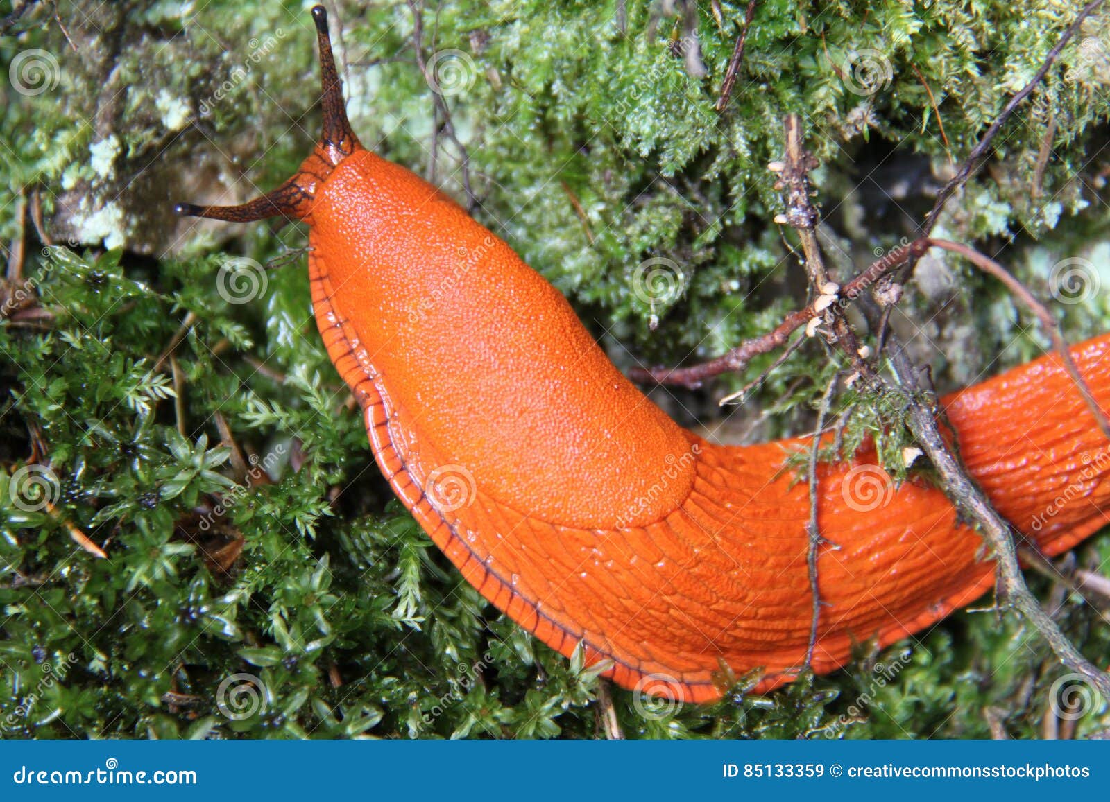 Orange Snail On Green Leafy Pavement Picture. Image: 85133359