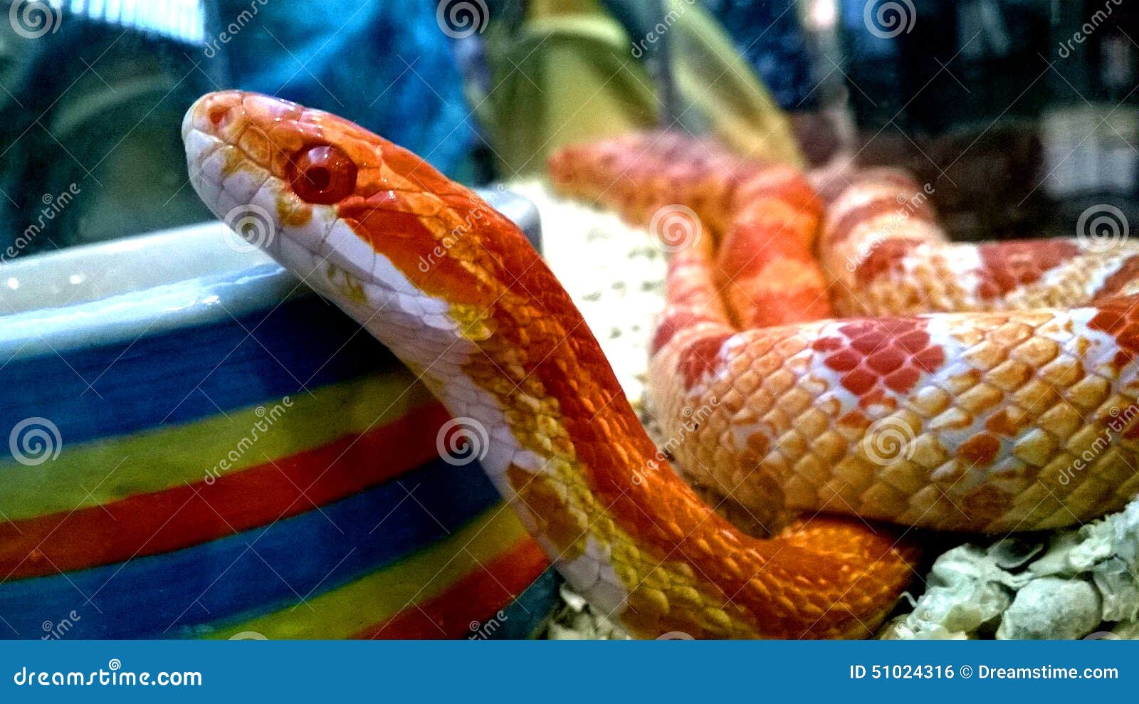 Orange Snake stock photo. Image of fresh, existing, snake - 51024316