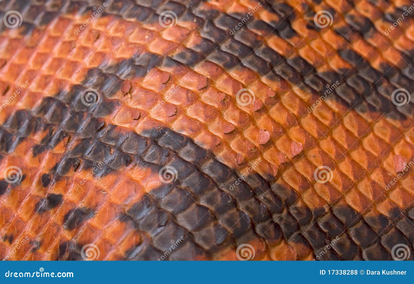 Orange Snakeskin stock photo. Image of wealth, background - 17338288