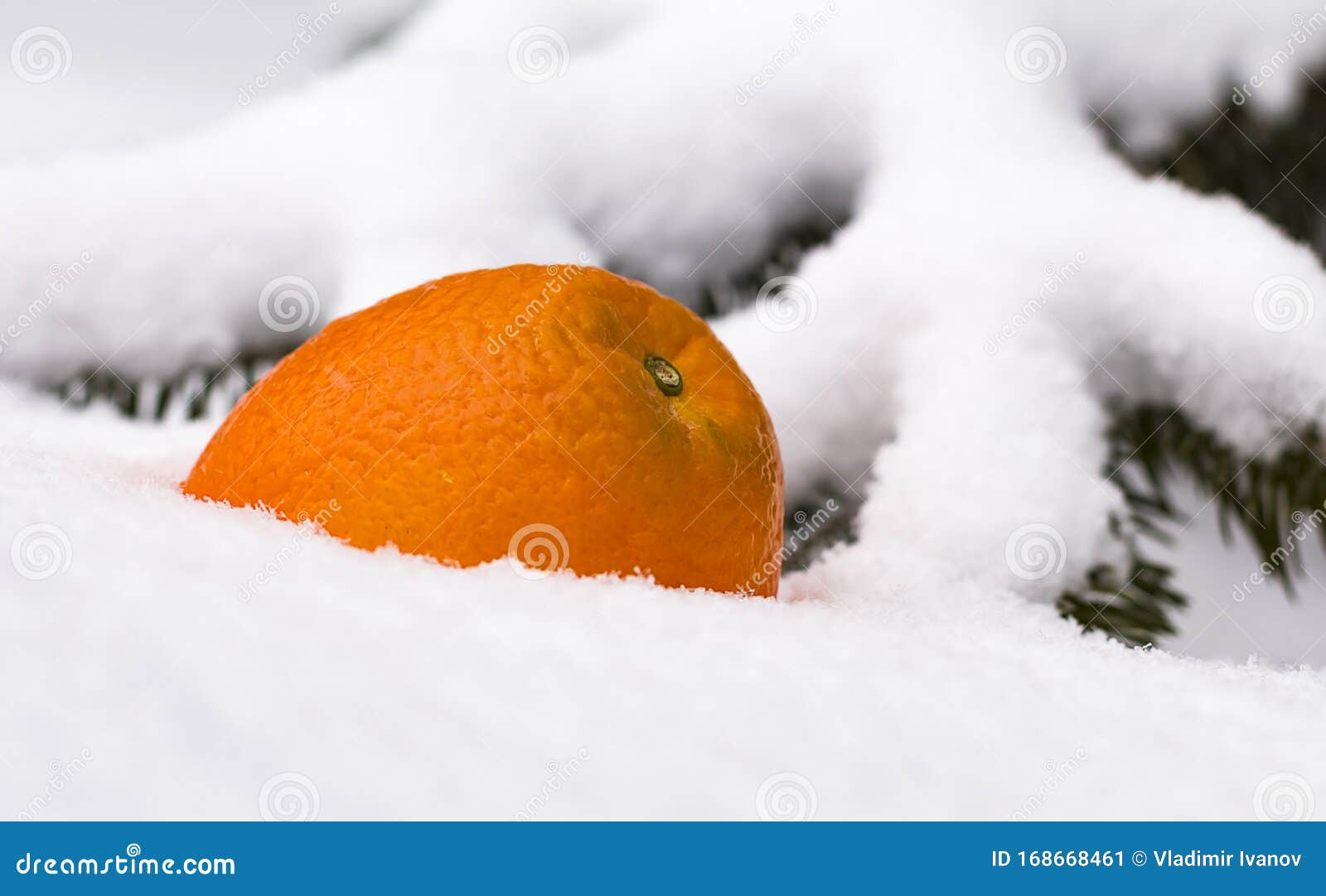 Orange orange on snow stock image. Image of year, orange - 168668461