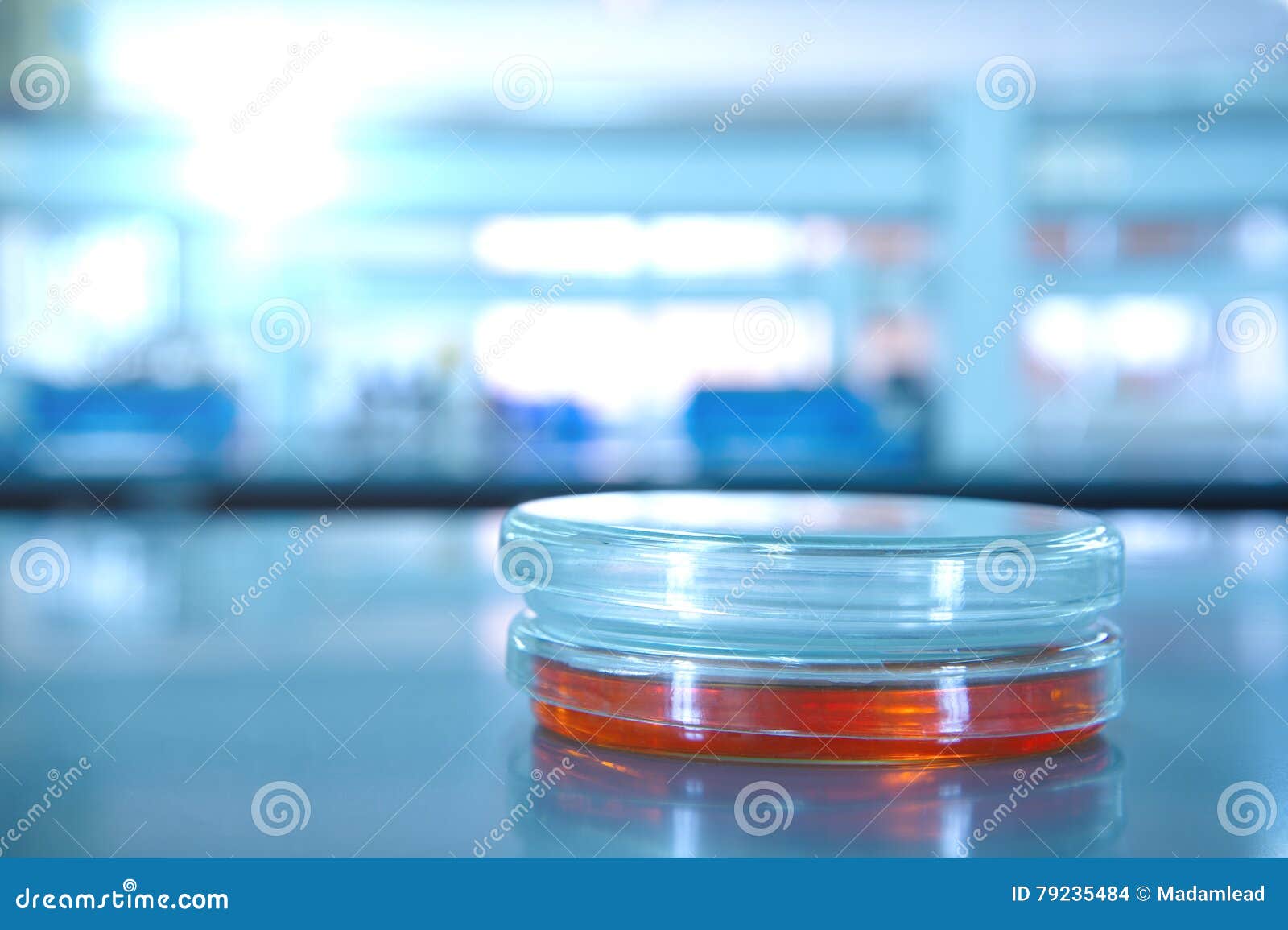 Orange Solution in Glass Plate or Petri Dish in Lab Science Back Stock ...