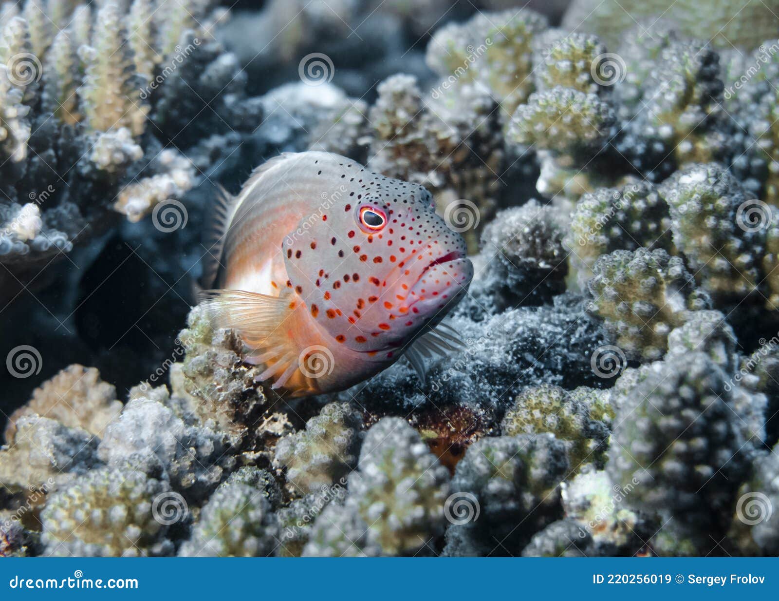 Orange-speckled Hawkfish Perches on a Coral at the Bottom of the Indian ...