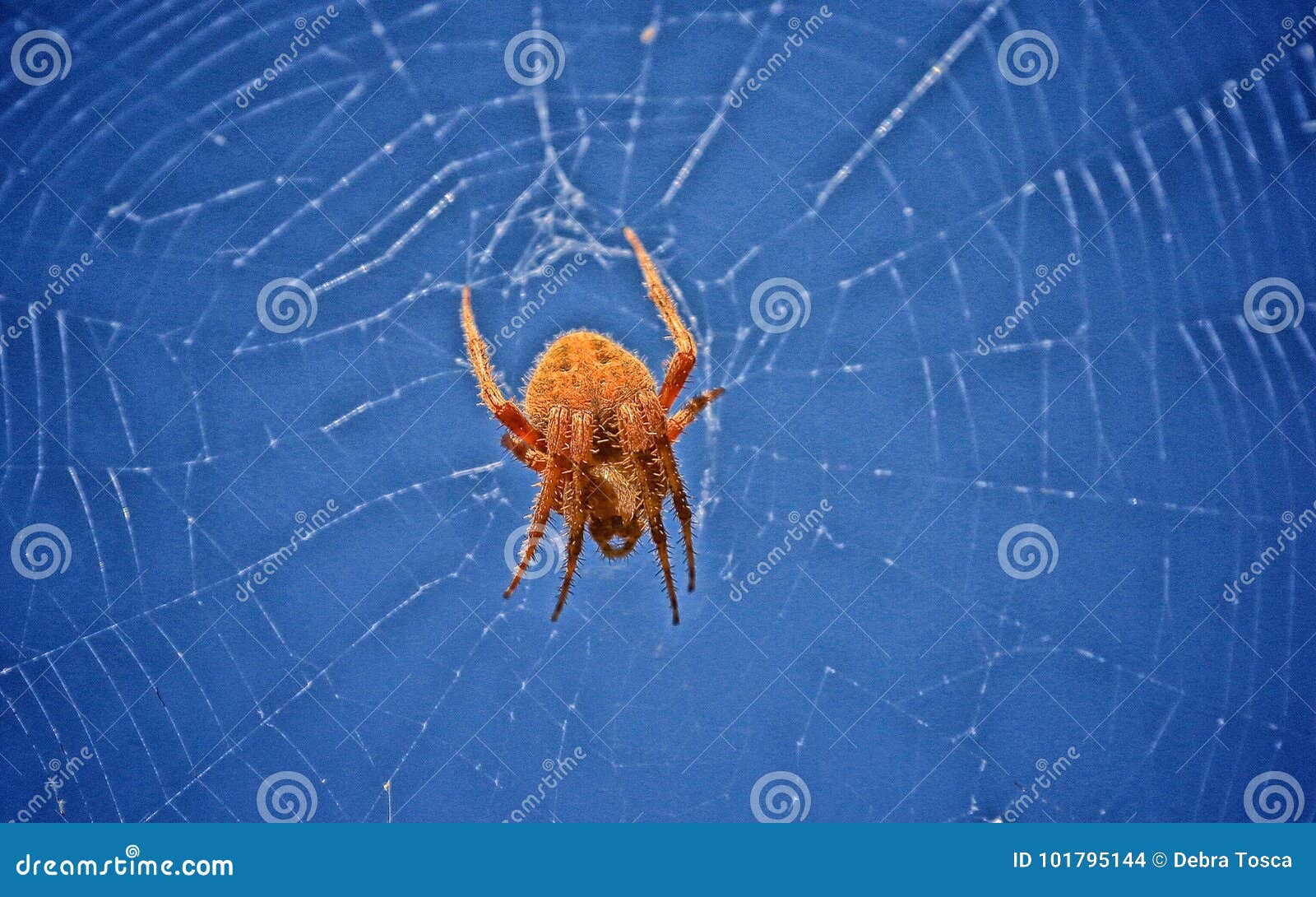 Spider web stock photo. Image of entangled, spider, intricate - 101795144