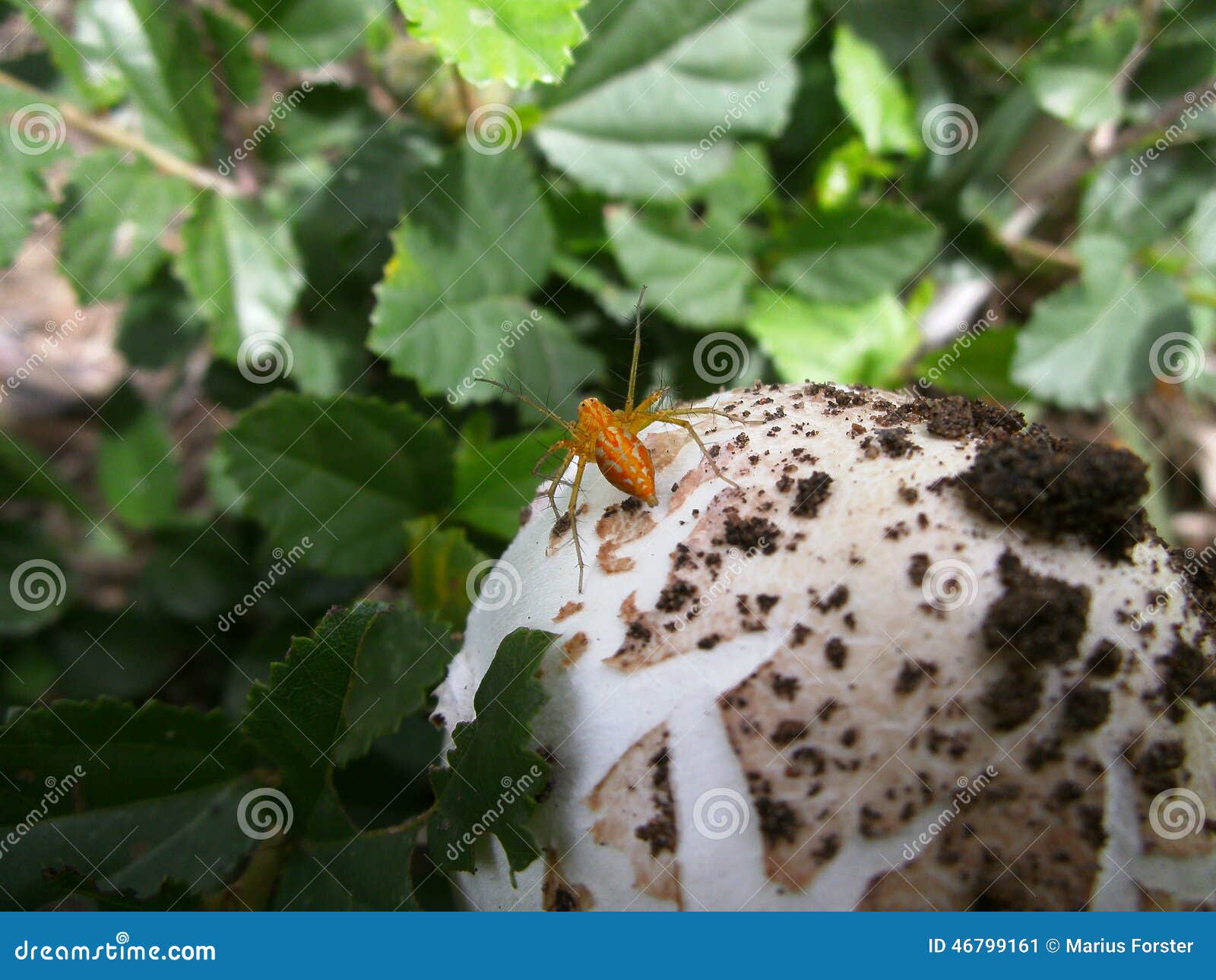 Orange Spider on Mushroom in Swaziland Stock Image - Image of mushroom ...