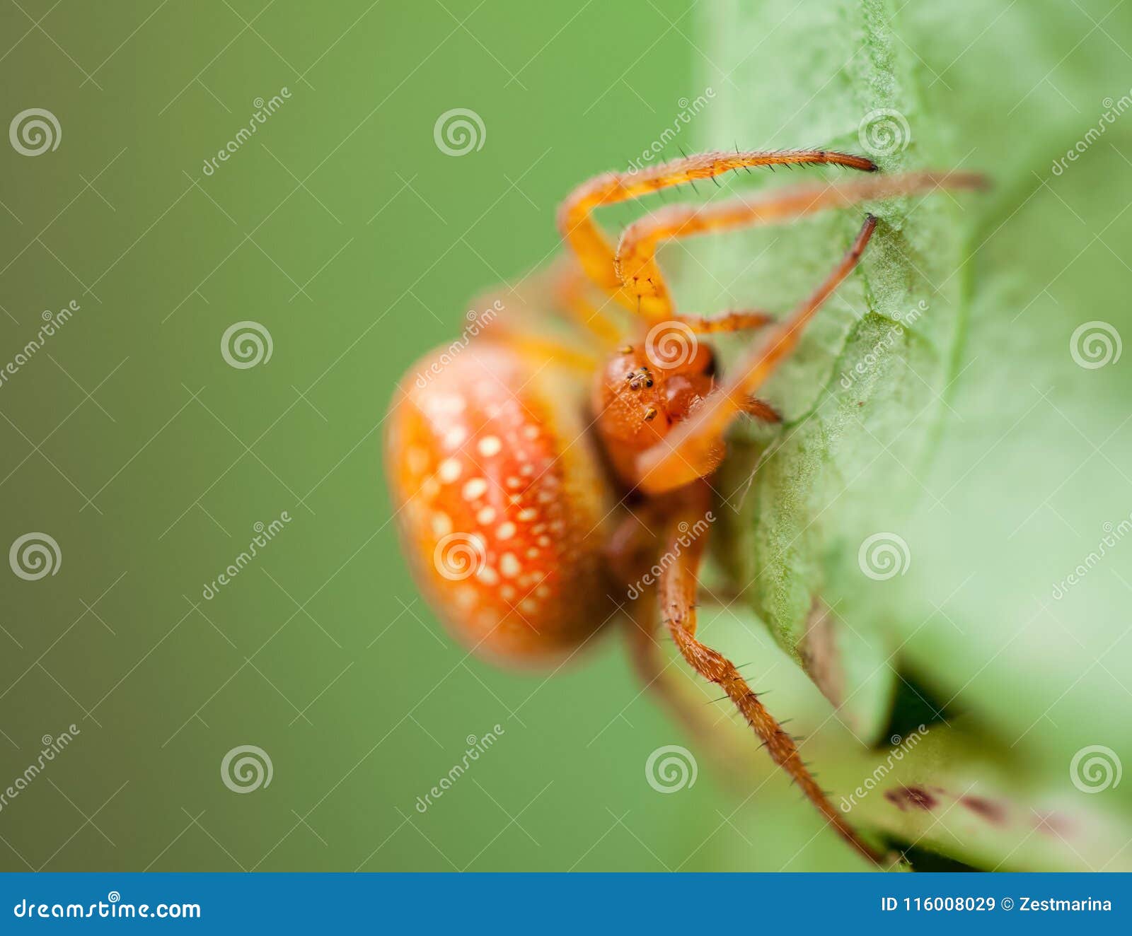 Orange spider stock image. Image of background, color - 116008029