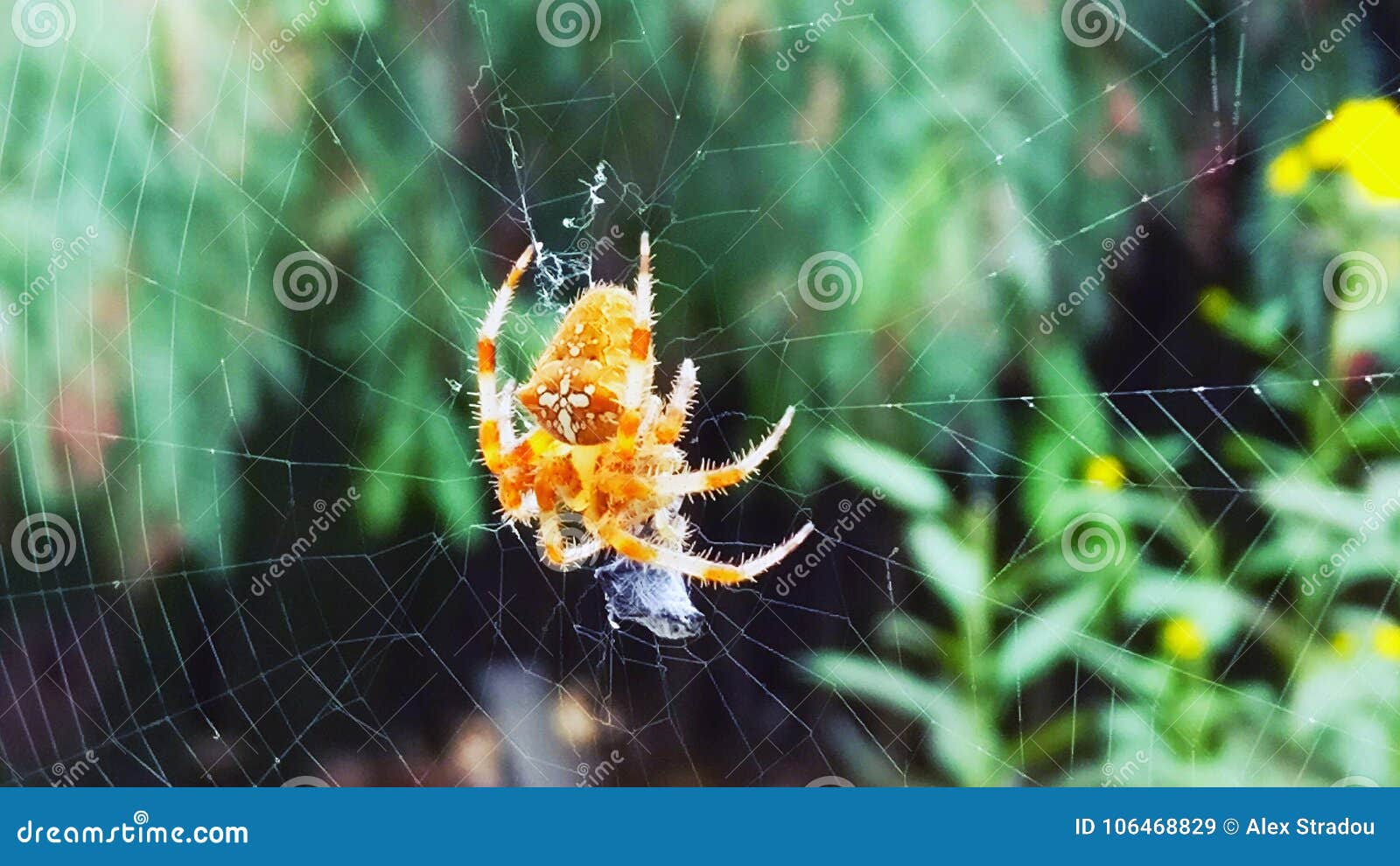 Orange spider stock image. Image of insect, europe, house - 106468829