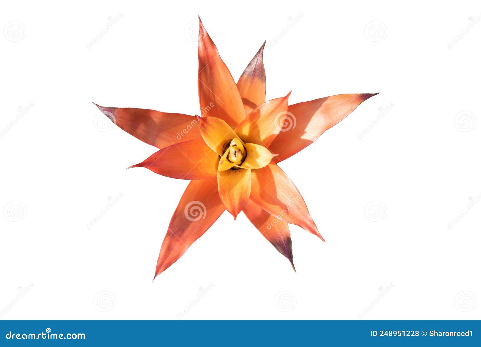 Orange Spiky Flower Isolated on White Background Stock Photo - Image of ...