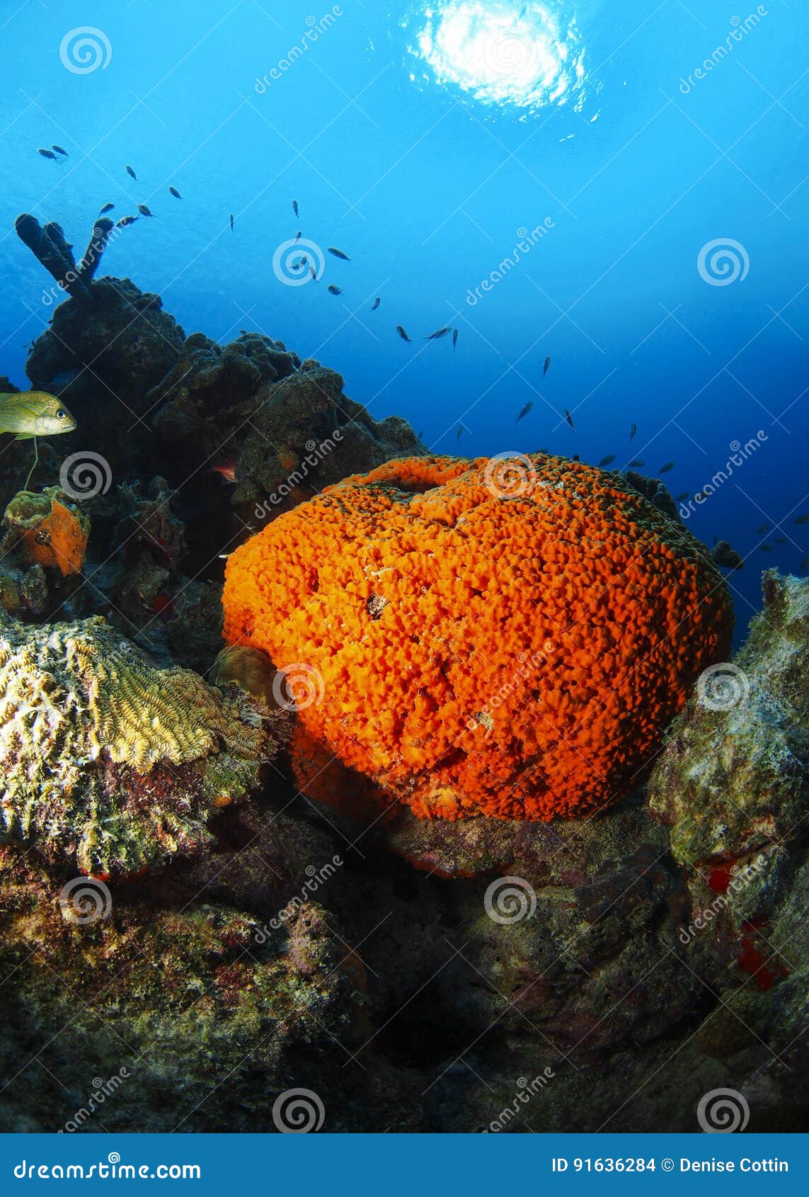 Orange Sponge stock photo. Image of diving, scubadiving - 91636284