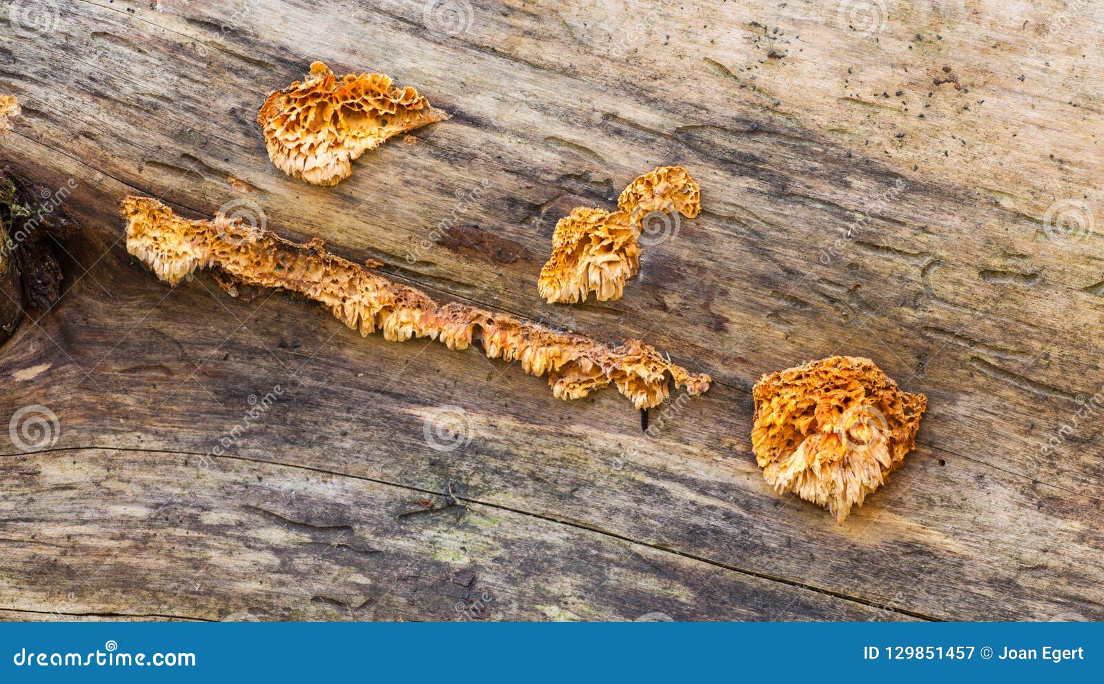 Orange Sponge Polypore Growing on Log Stock Image - Image of growing ...