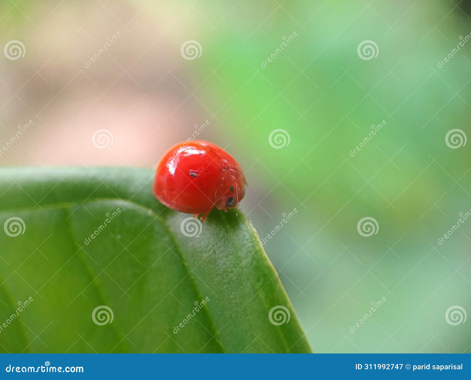 Orange Spotless Ladybug on a Green Leaf Stock Image - Image of insect, leaf: 311992747