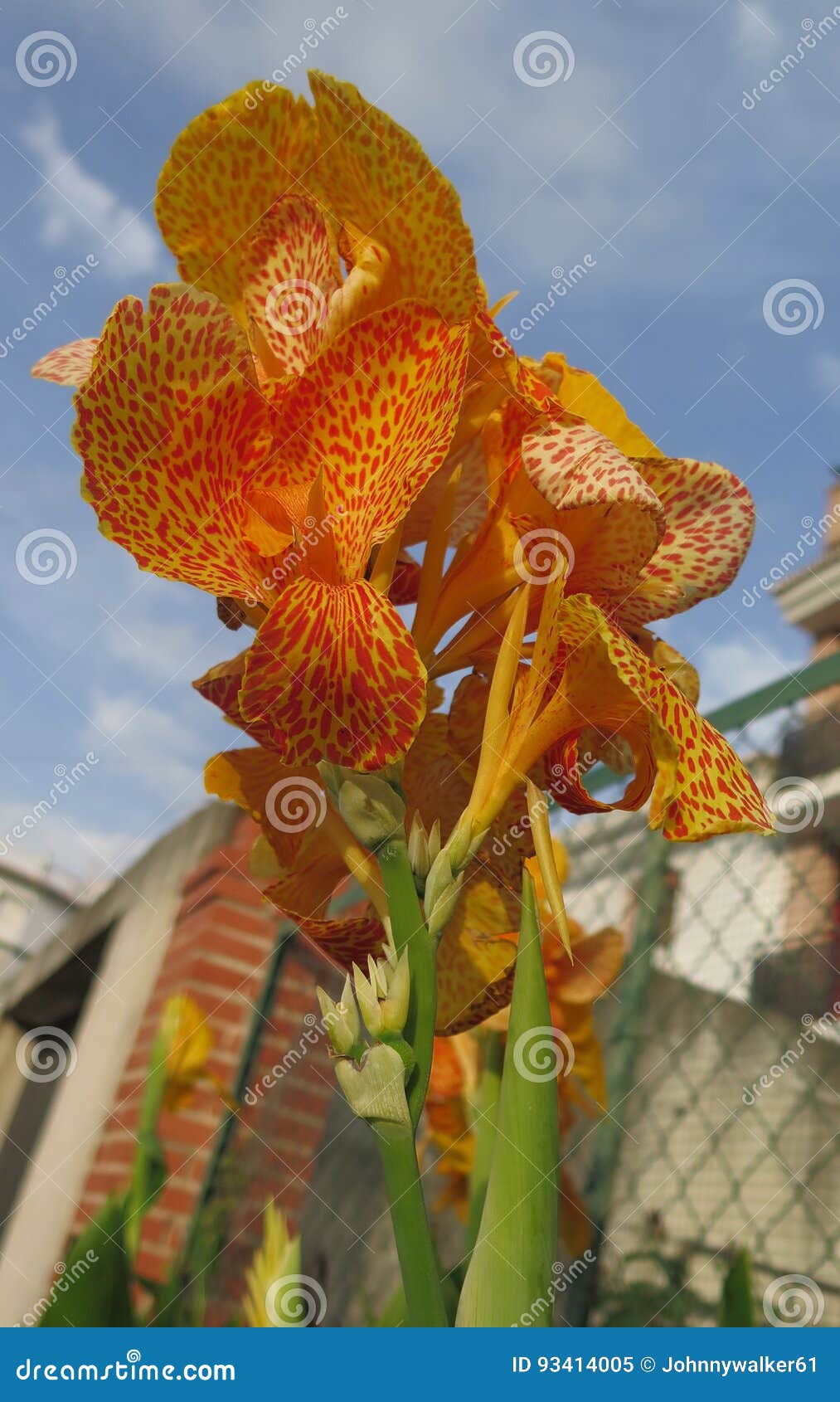 Orange Spotted Flower stock image. Image of freshness - 93414005