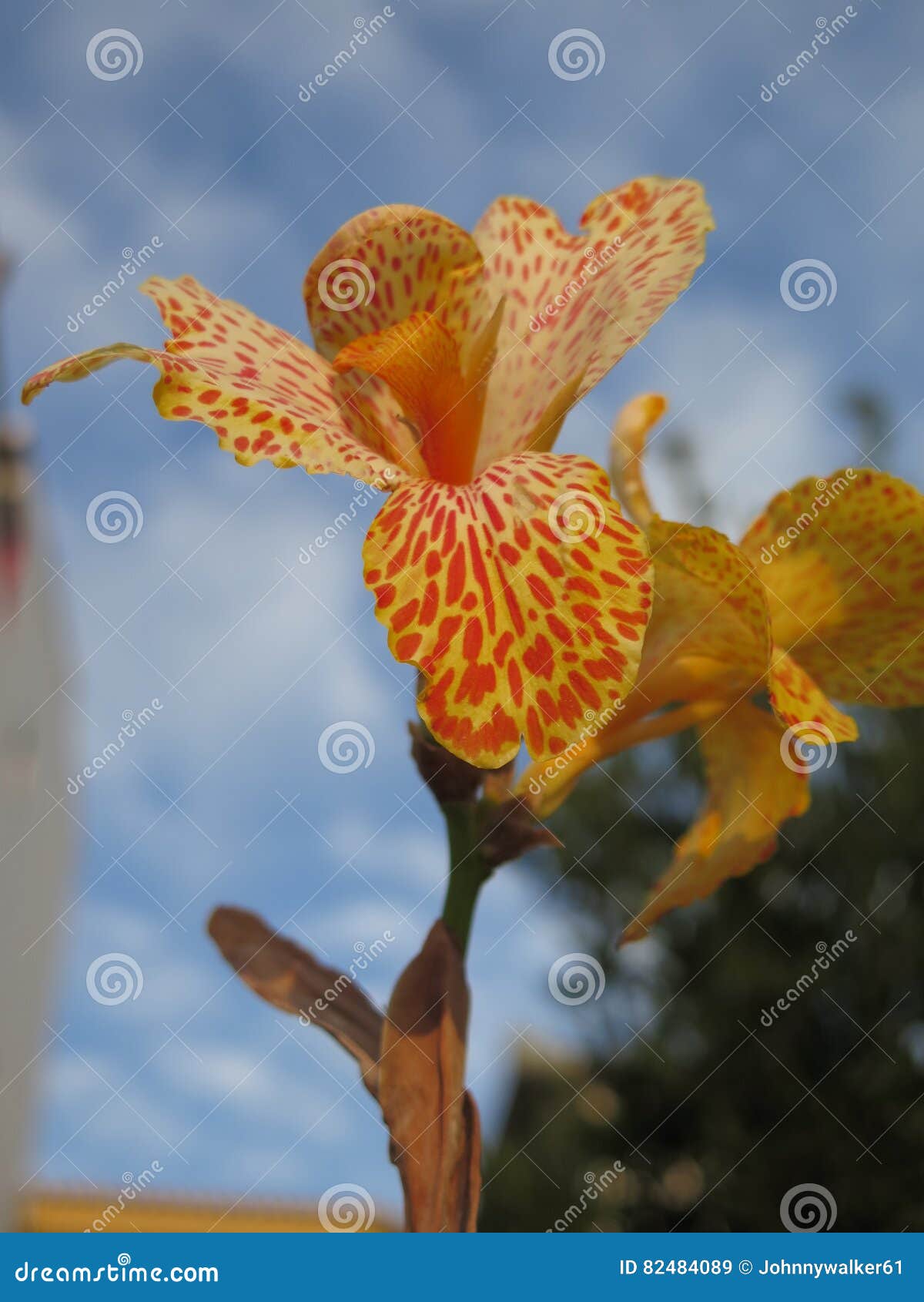 Orange Spotted Flowers stock image. Image of blooming - 82484089