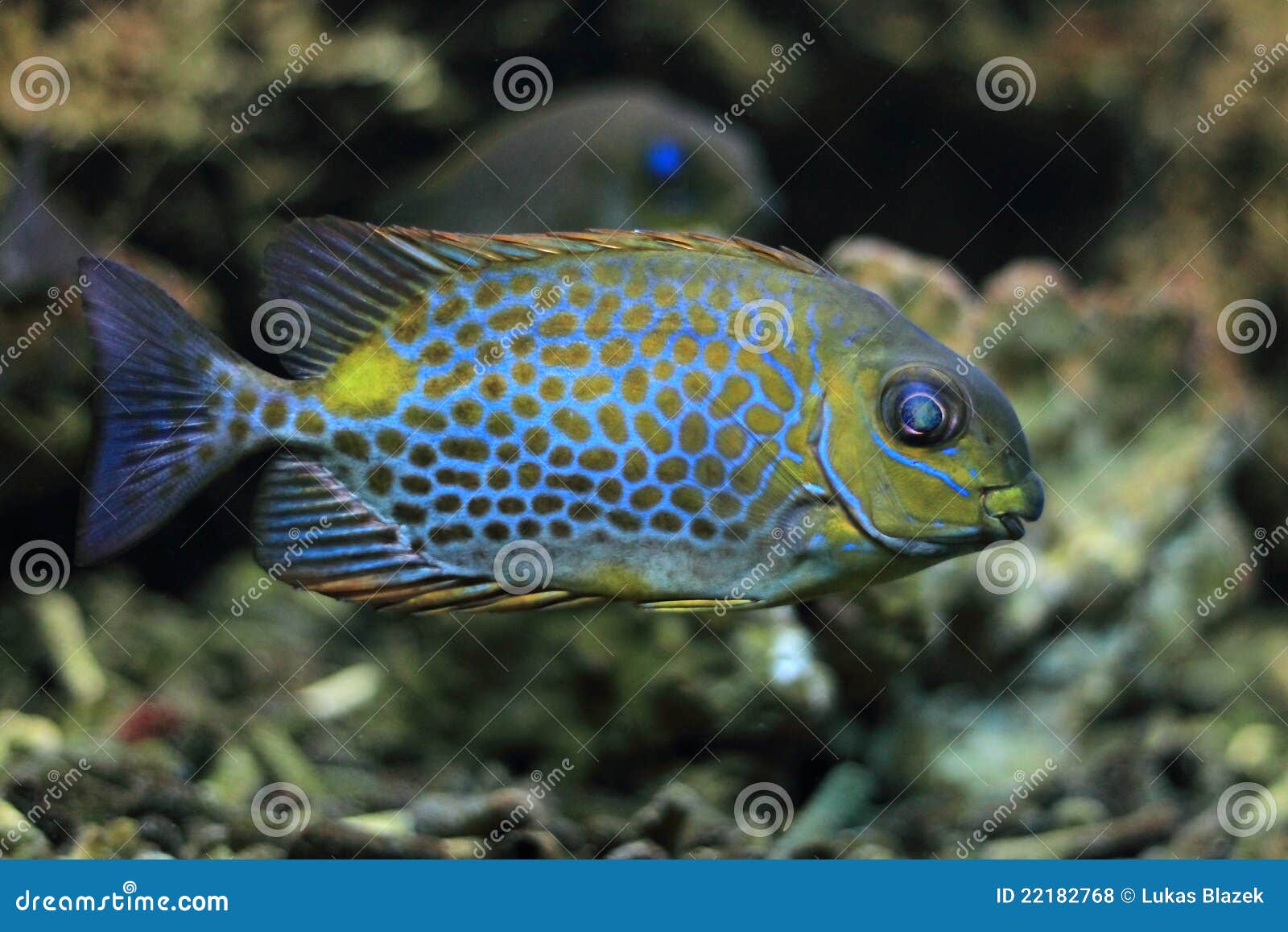 Foxface Rabbitfish (Siganus Vulpinus) Fish Underwater In Sea Royalty ...