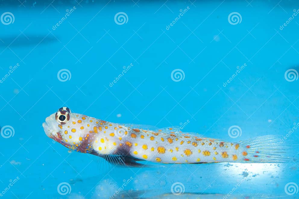 Orange Spotted Goby in Aquarium Stock Image - Image of fish, goby: 13109323