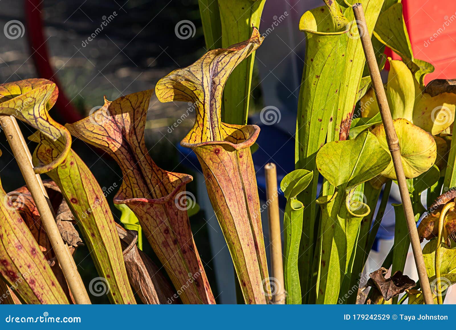 Orange Spotted Pitcher Plants in the Afternoon Sunlight Stock Image ...