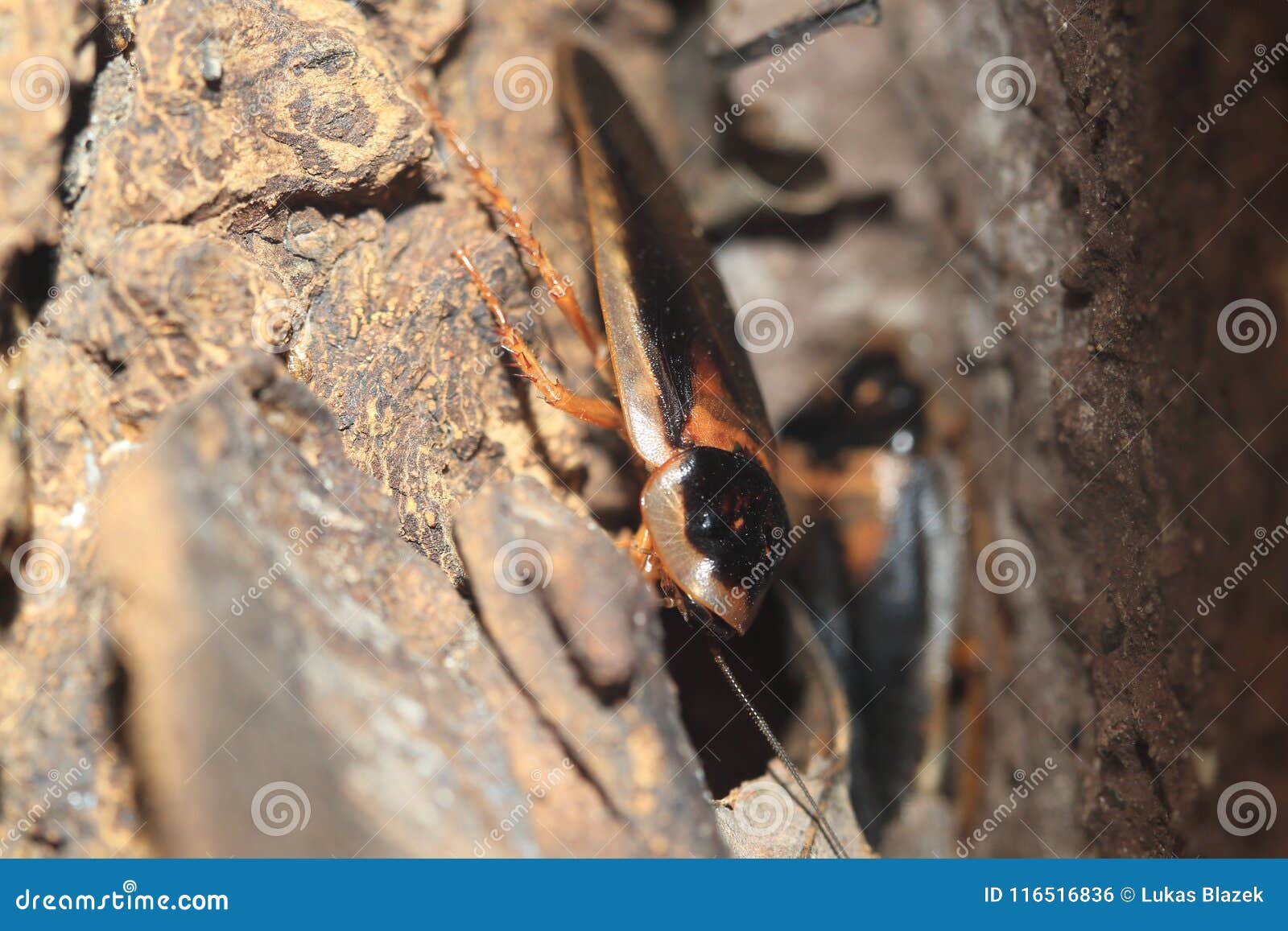 Orange-spotted roach stock photo. Image of dubia, animal - 116516836