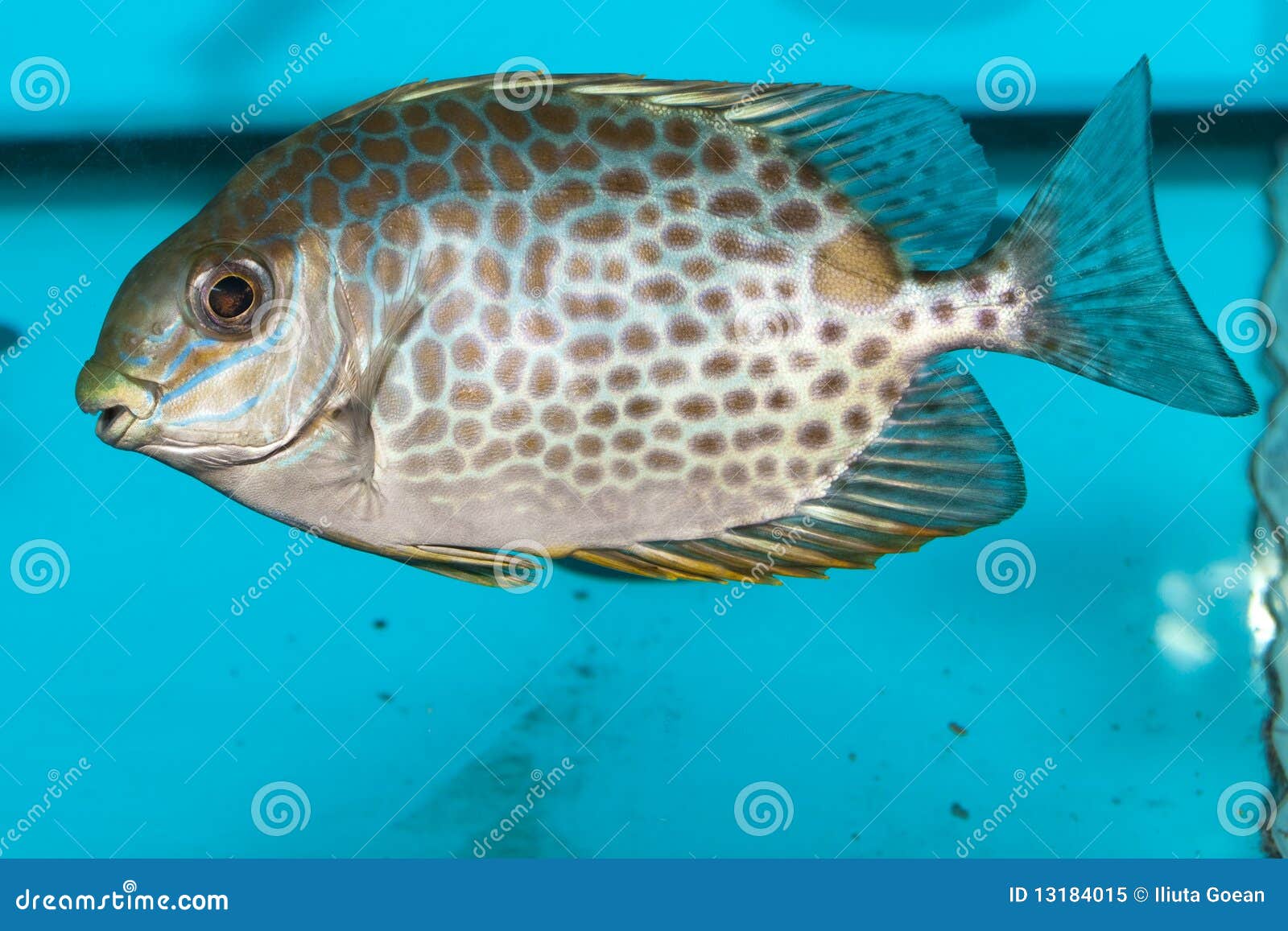 Orange spotted spinefoot stock image. Image of water - 13184015