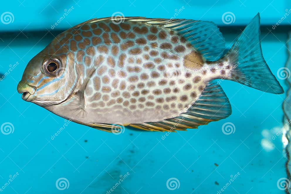 Orange spotted spinefoot stock image. Image of water - 13184015