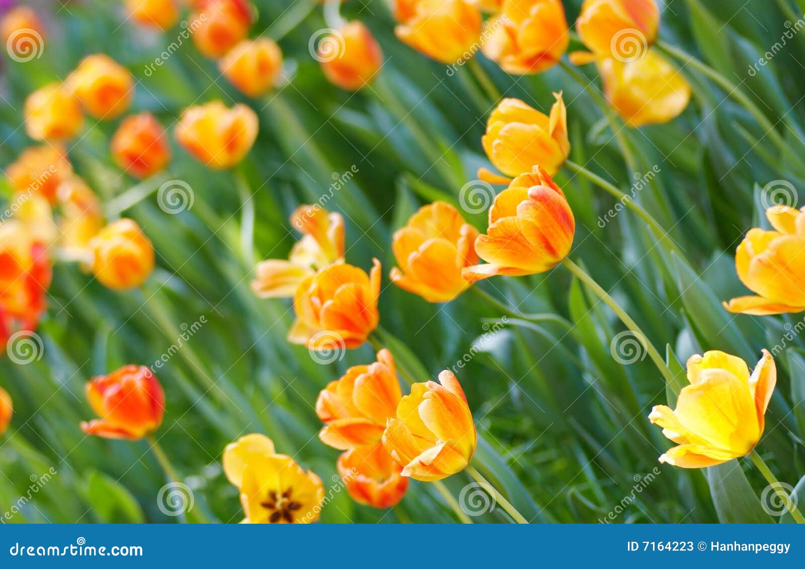 Orange spring bulbs stock image. Image of agriculture - 7164223