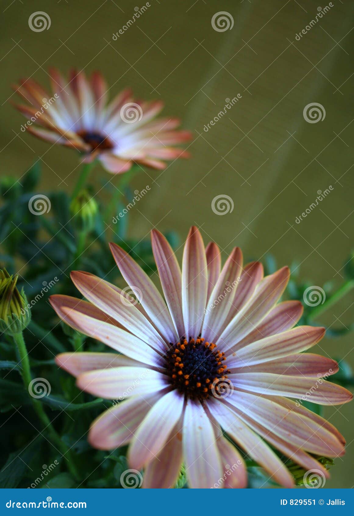 Orange spring flower stock image. Image of home, organic - 829551
