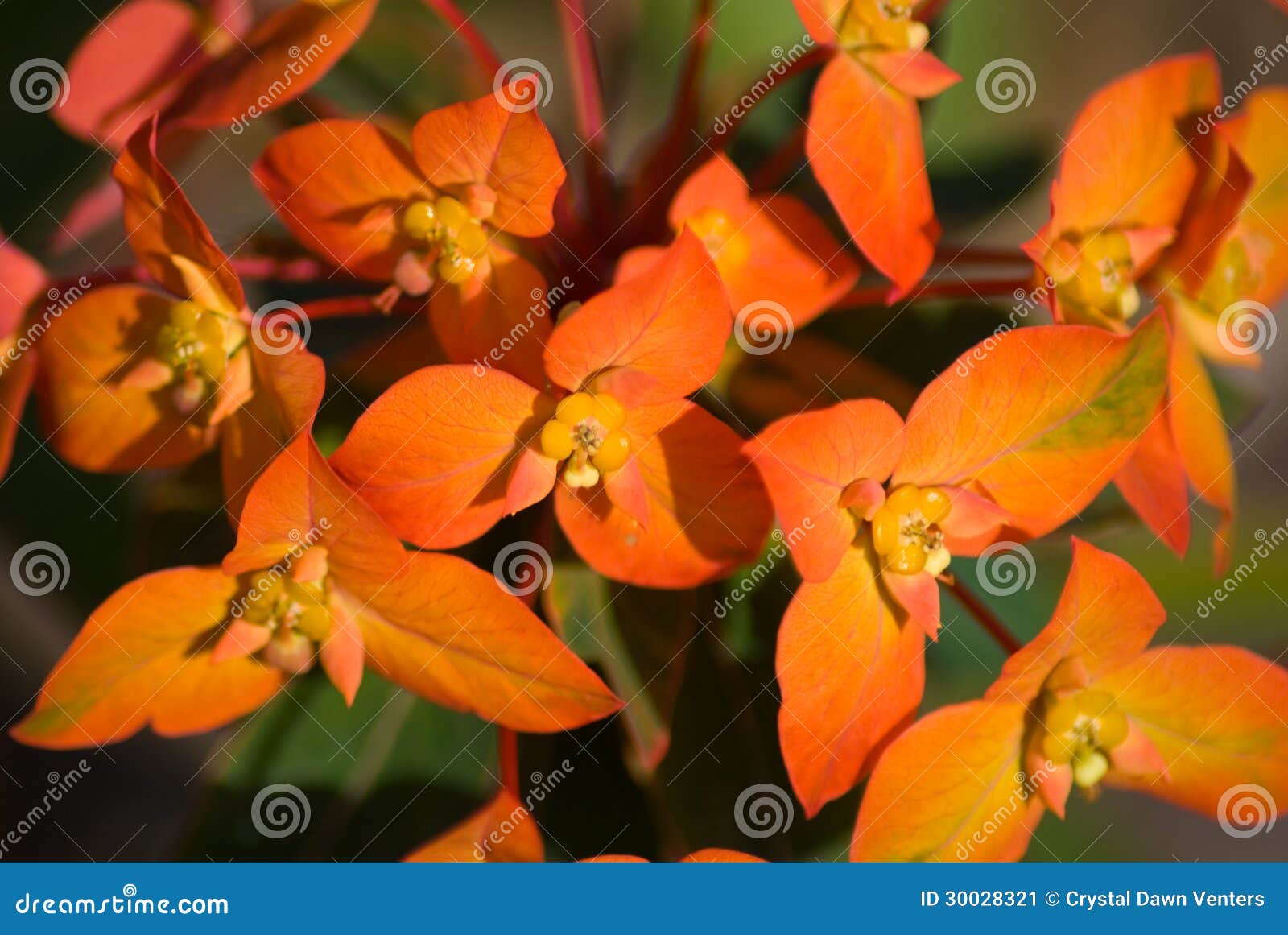 Orange Flowers stock image. Image of bundle, flora, blossom - 30028321