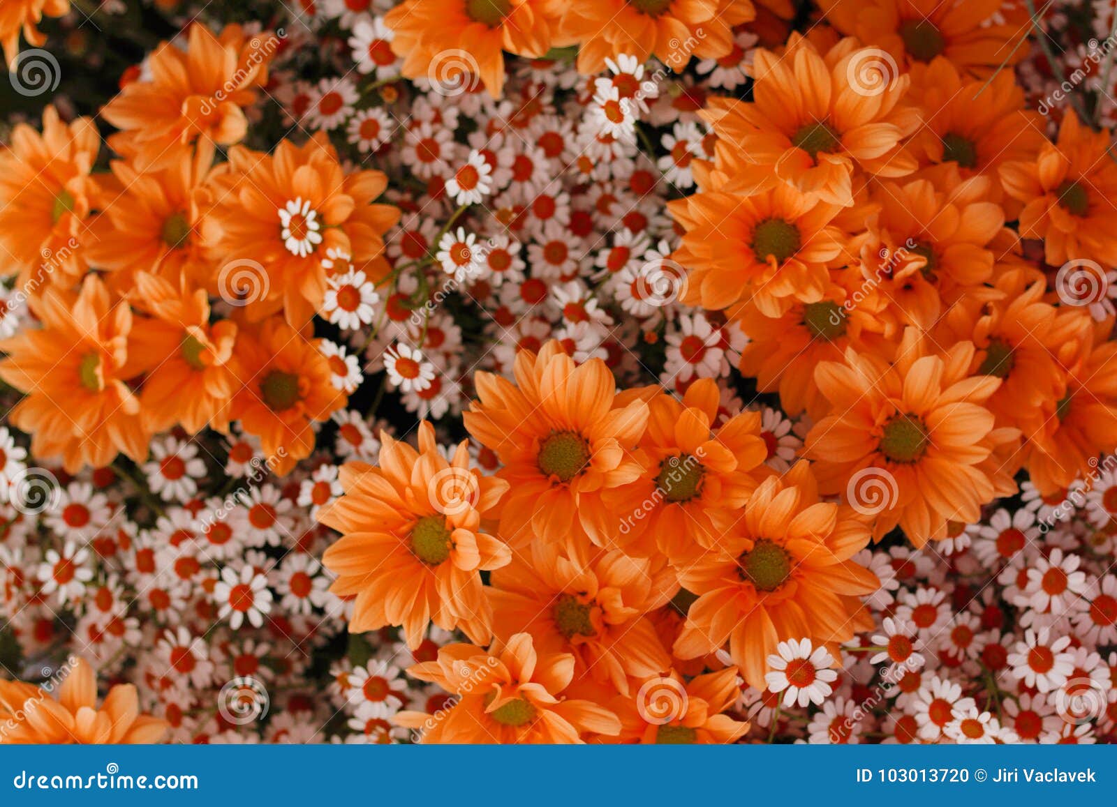 Orange spring flowers stock photo. Image of dating, events - 103013720