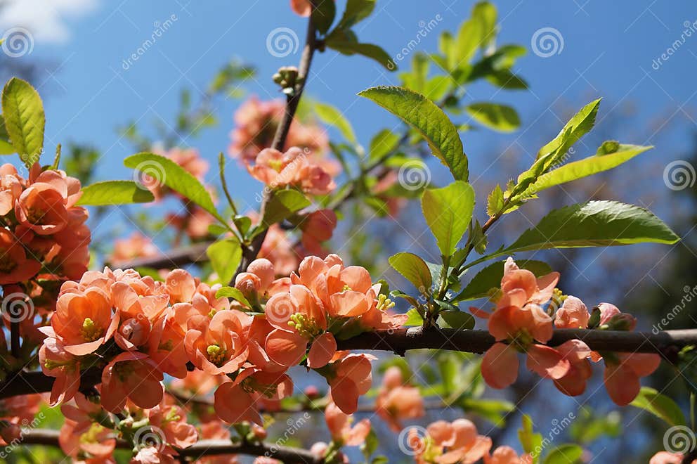 Orange spring flowers stock photo. Image of petals, orchard - 69582030