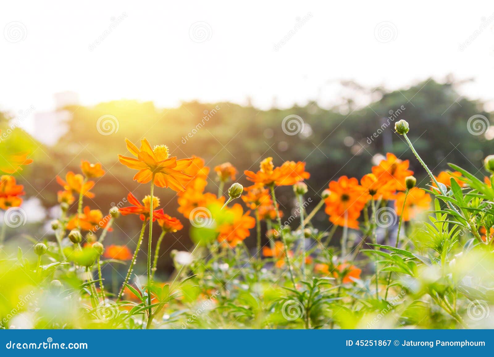 Orange spring flowers stock image. Image of beautiful - 45251867
