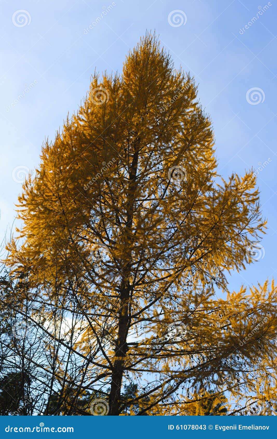 Orange spruce stock image. Image of tree, blue, scenic - 61078043