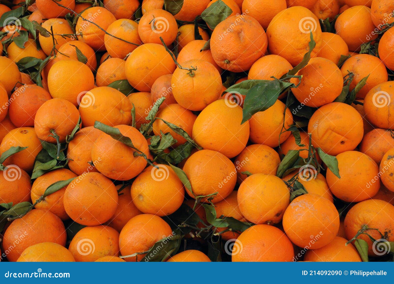 Orange stock photo. Image of diet, fresh, merchandise - 214092090