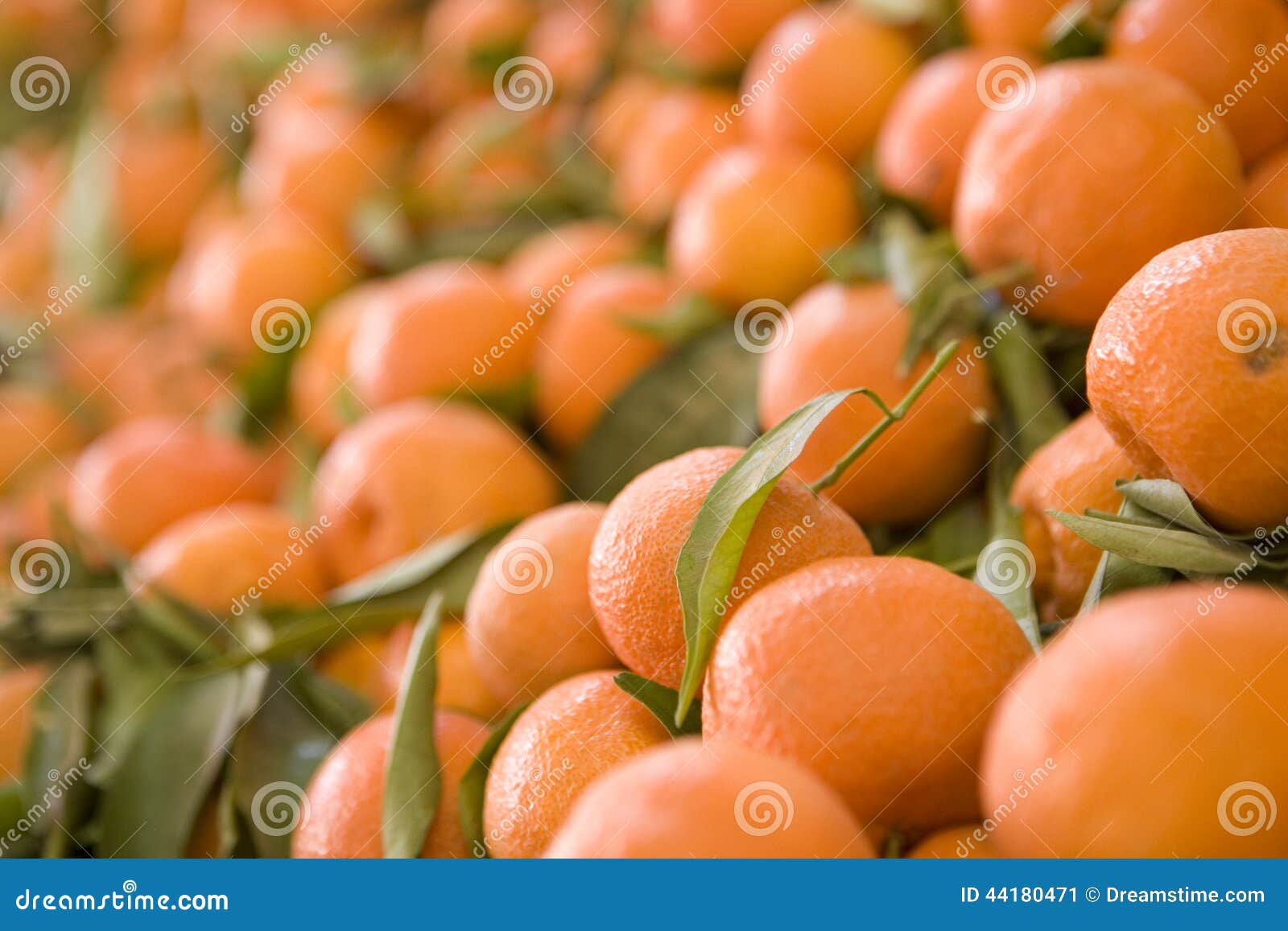 Orange Stand stock image. Image of background, stems - 44180471